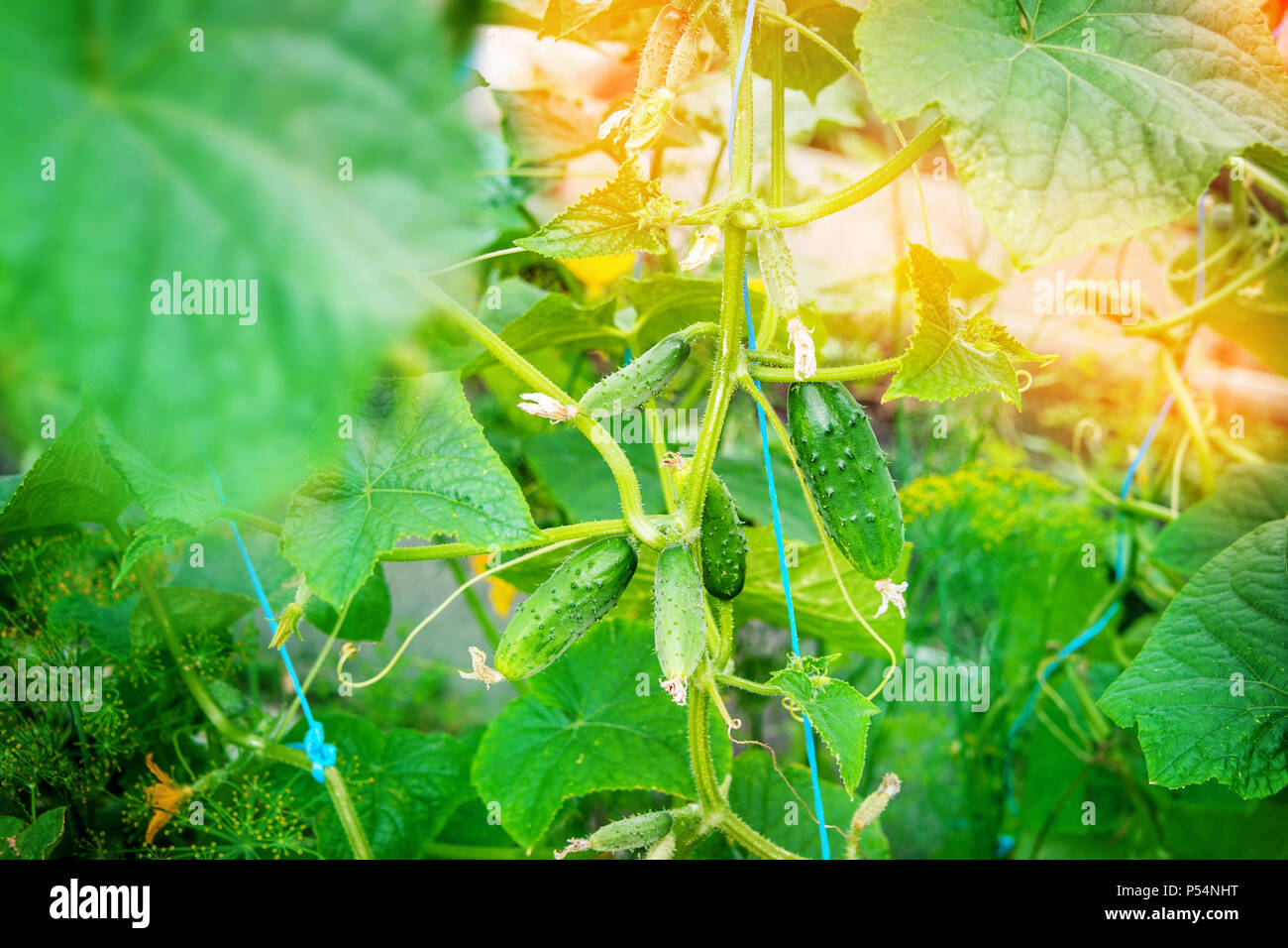 the little green gherkin for cucumber plant in the macro regime the ...