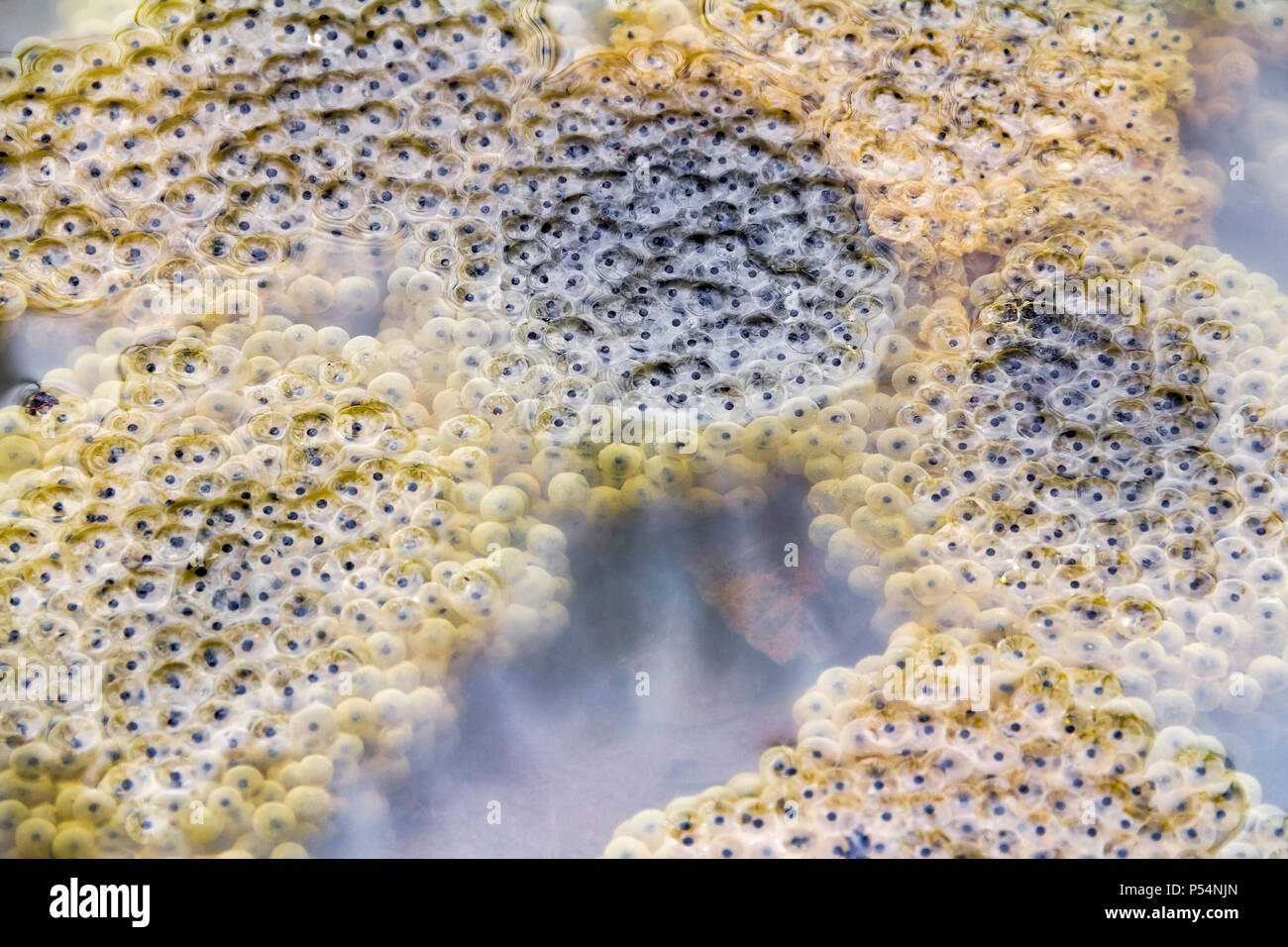 closeup shot showing lots of frog spawn at early spring time Stock ...