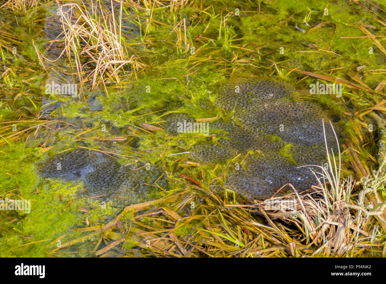 Clusters of frog spawn hi-res stock photography and images - Alamy