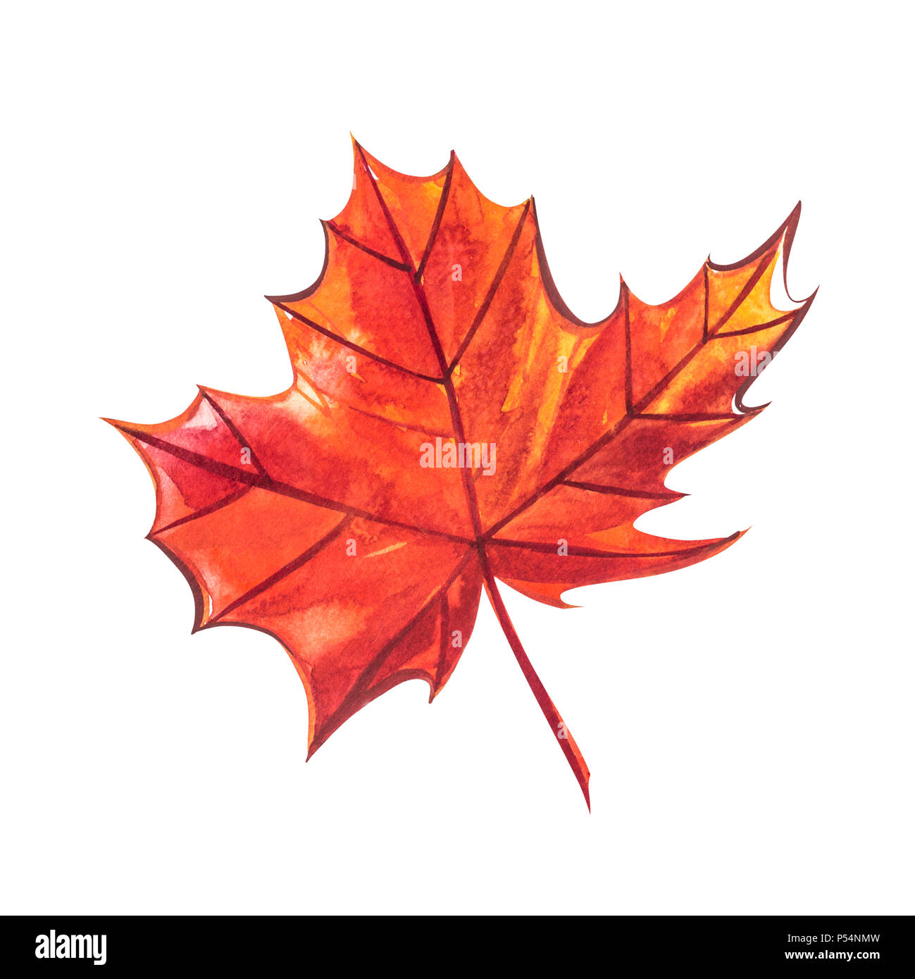 Sugar Maple Leaf Outline