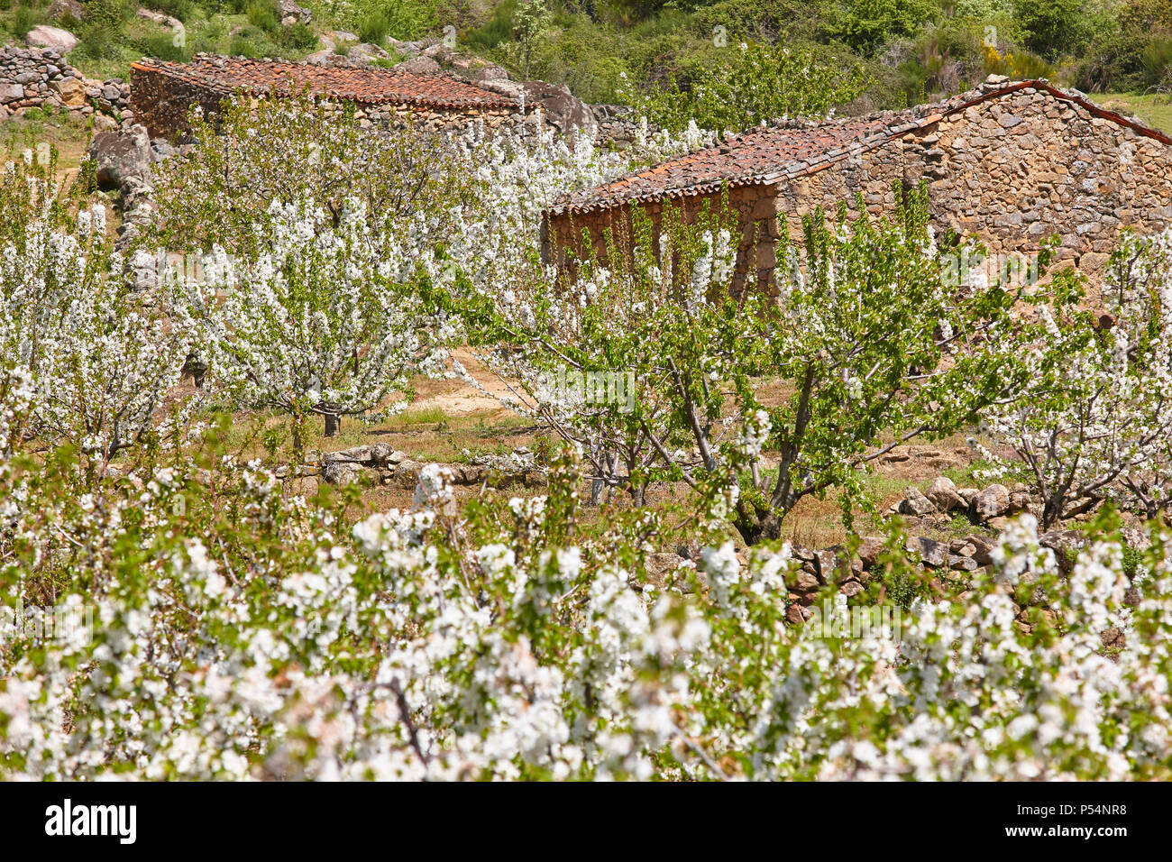 Cherry blossom in Jerte Valley, Caceres. Spring in Spain. Season Stock ...