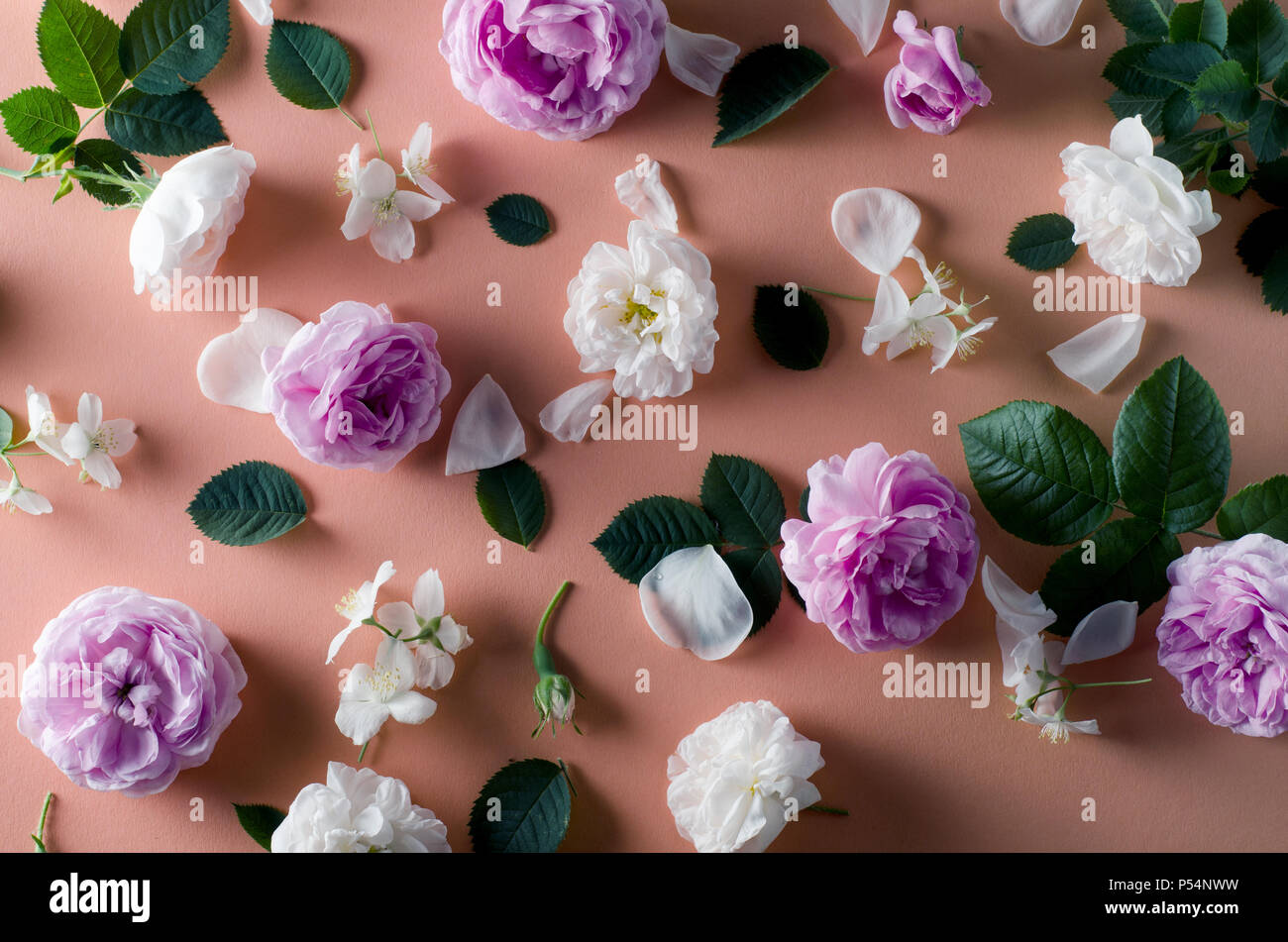 Background of tea roses flowers on a gentle pink background. Flat lay ...