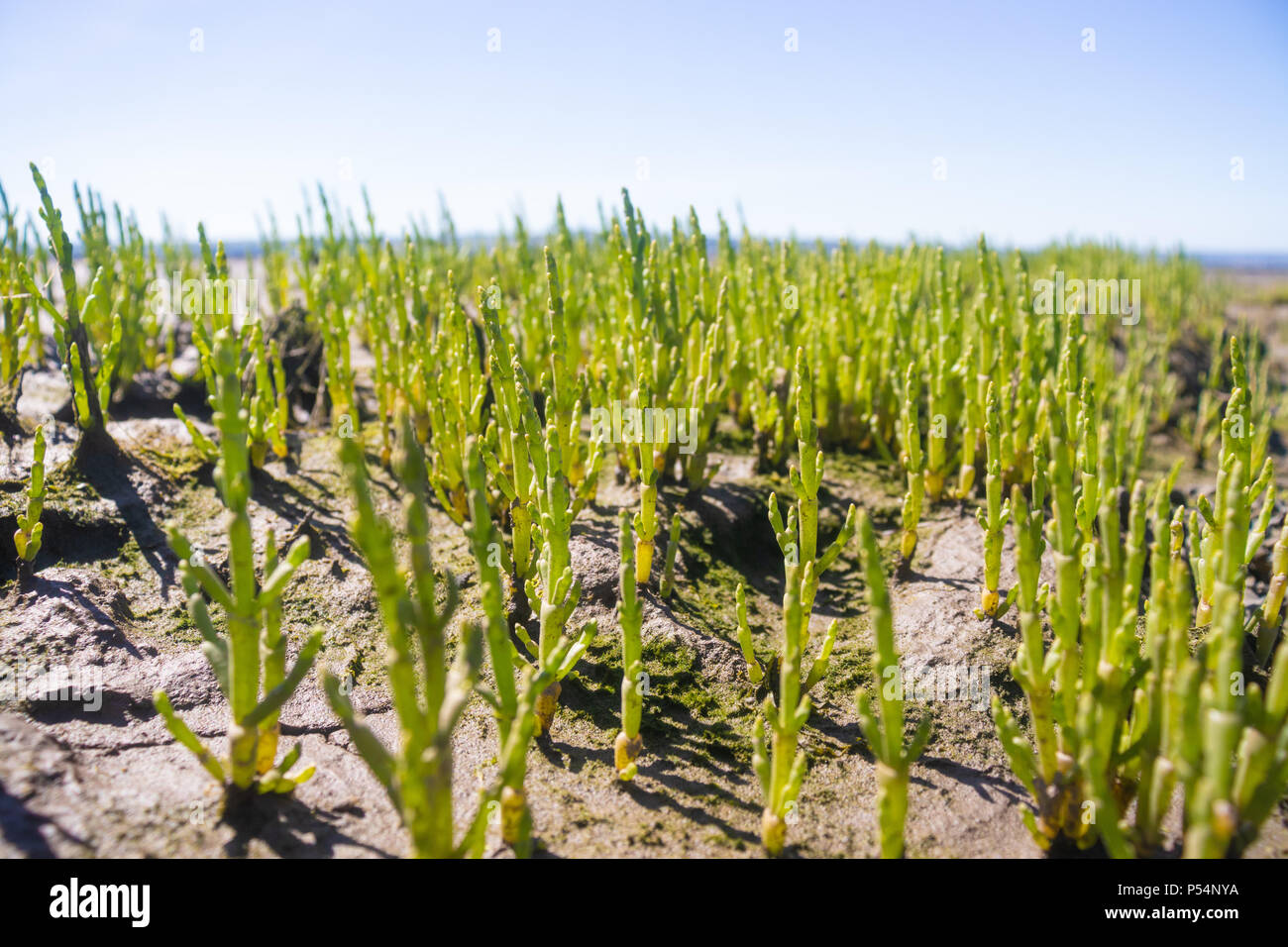 Marsh samphire hi-res stock photography and images - Alamy