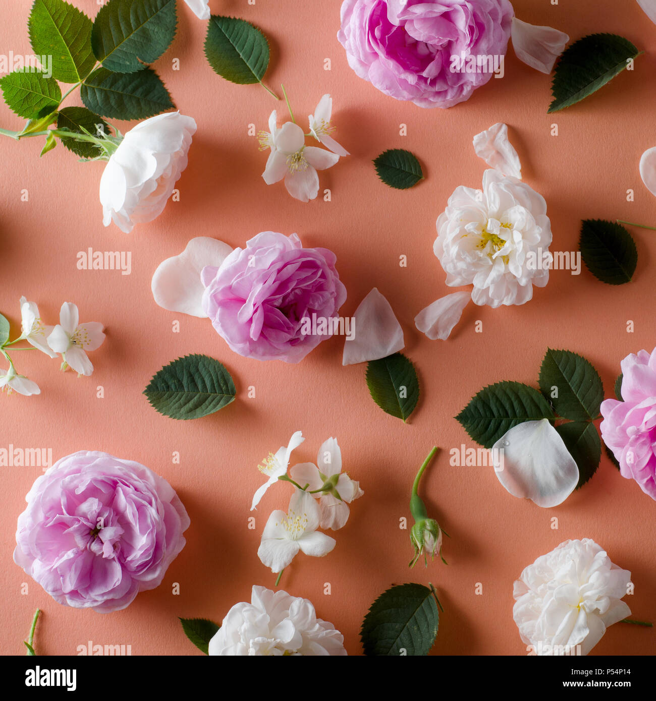 Background of tea roses flowers on a gentle pink background. Flat lay ...