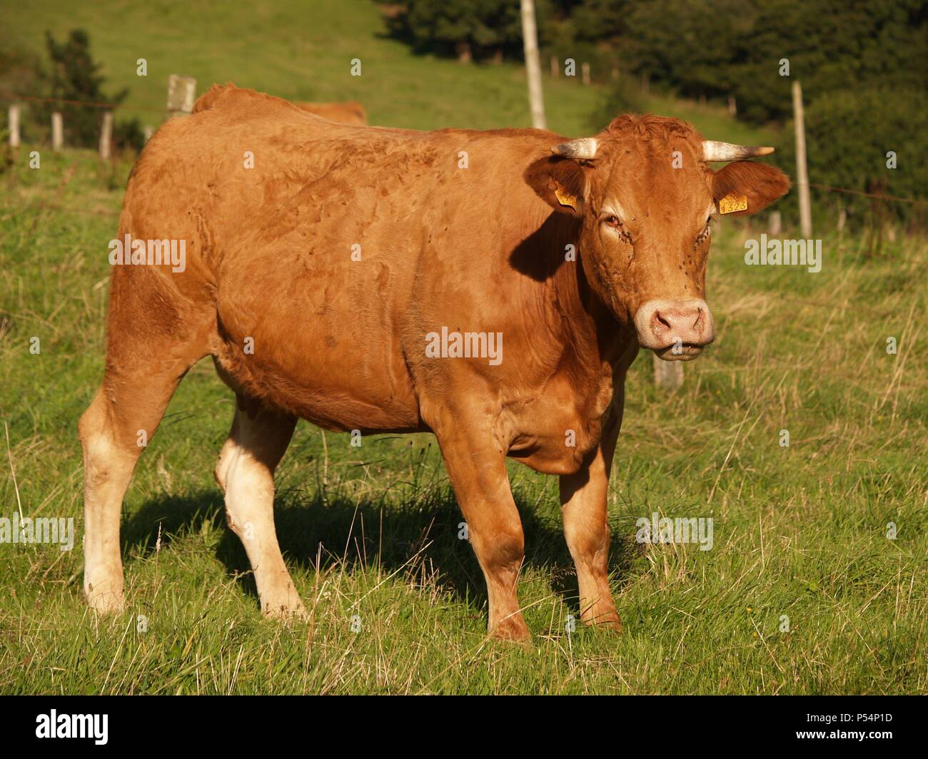 VACA LIMOSINA. Cantabria Stock Photo - Alamy