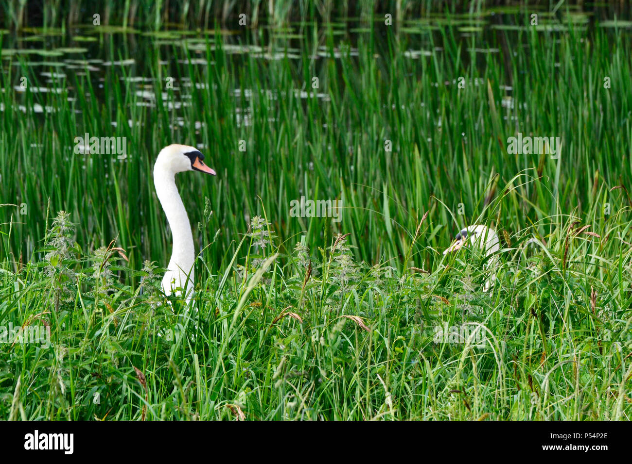 Two swan heads hi-res stock photography and images - Alamy