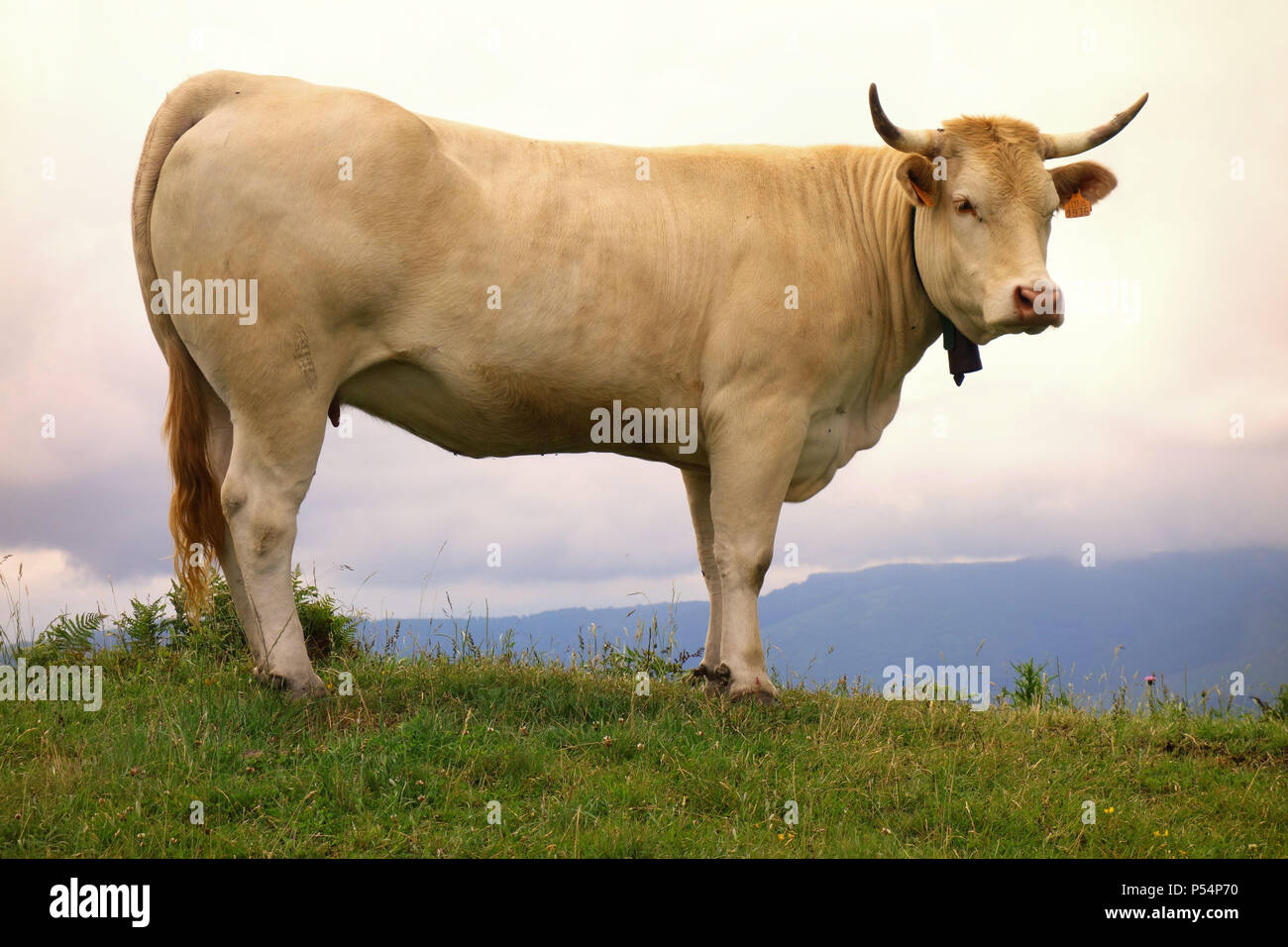 Beefy hi-res stock photography and images - Alamy