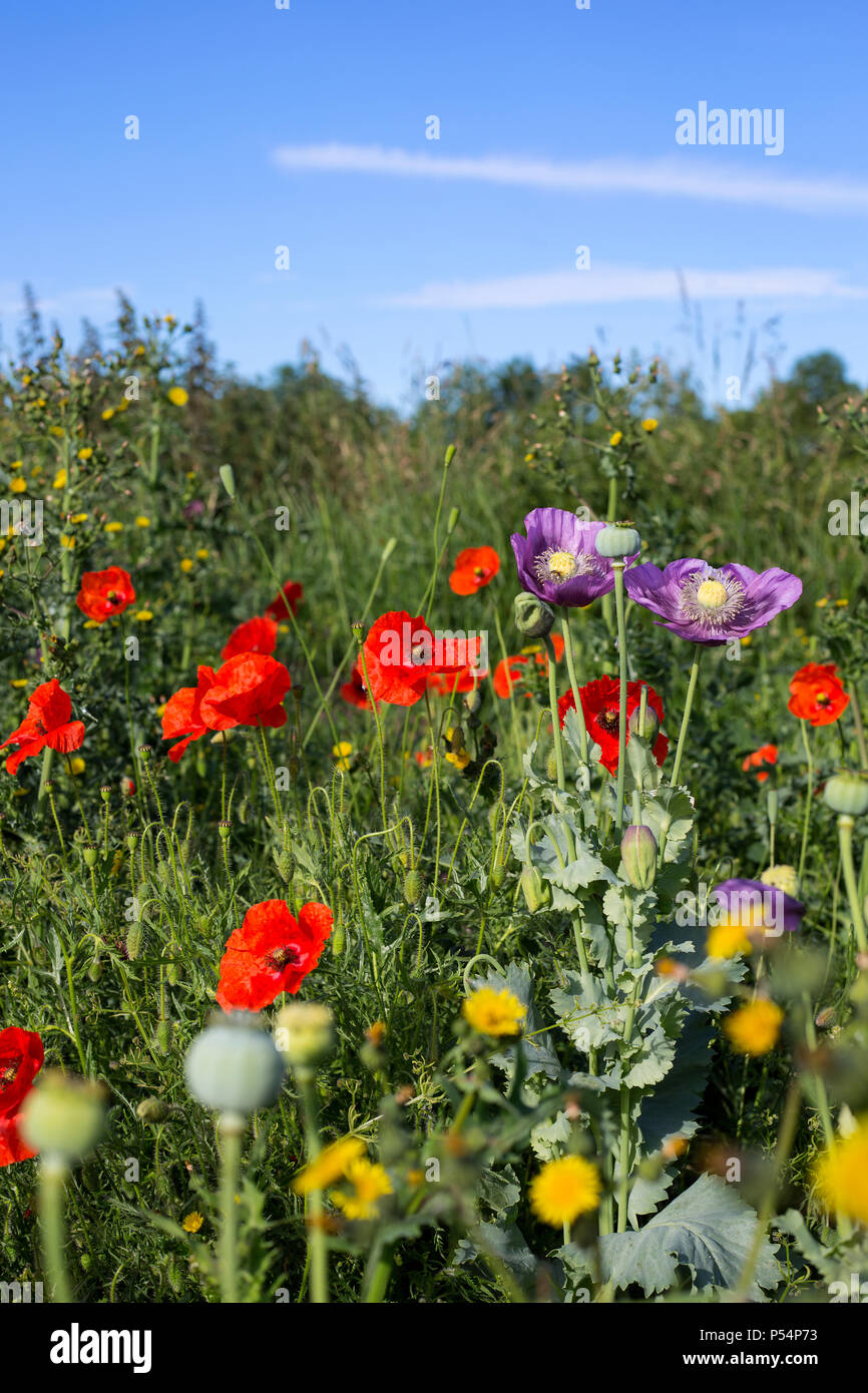 Annuals wild flower meadow field poppy red blue yellow hi-res stock ...