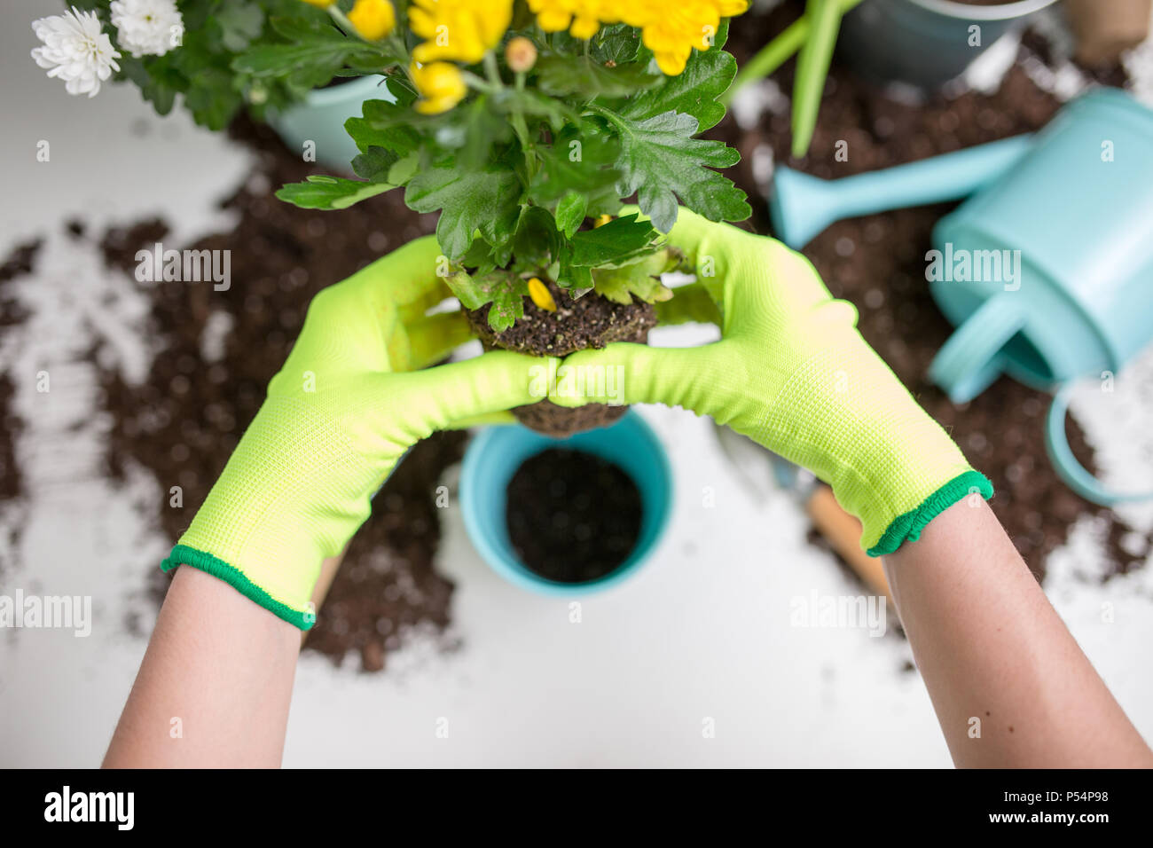 Image on top of man's hands in green gloves transplanting flower Stock ...
