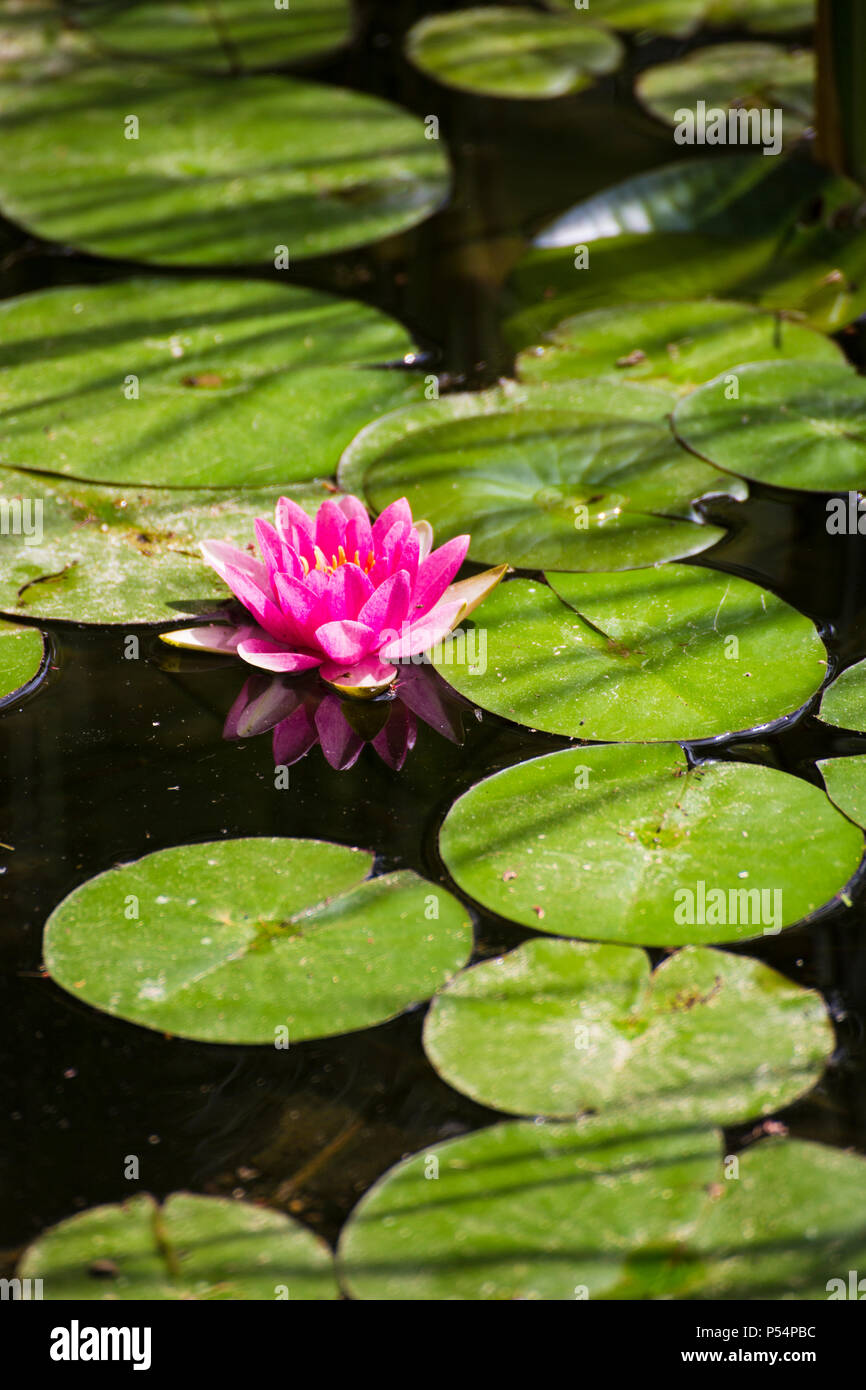 Floral floats hi-res stock photography and images - Alamy