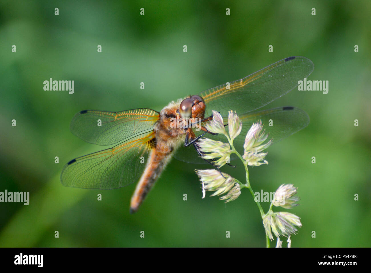 Dragonfly brown wing hi-res stock photography and images - Alamy