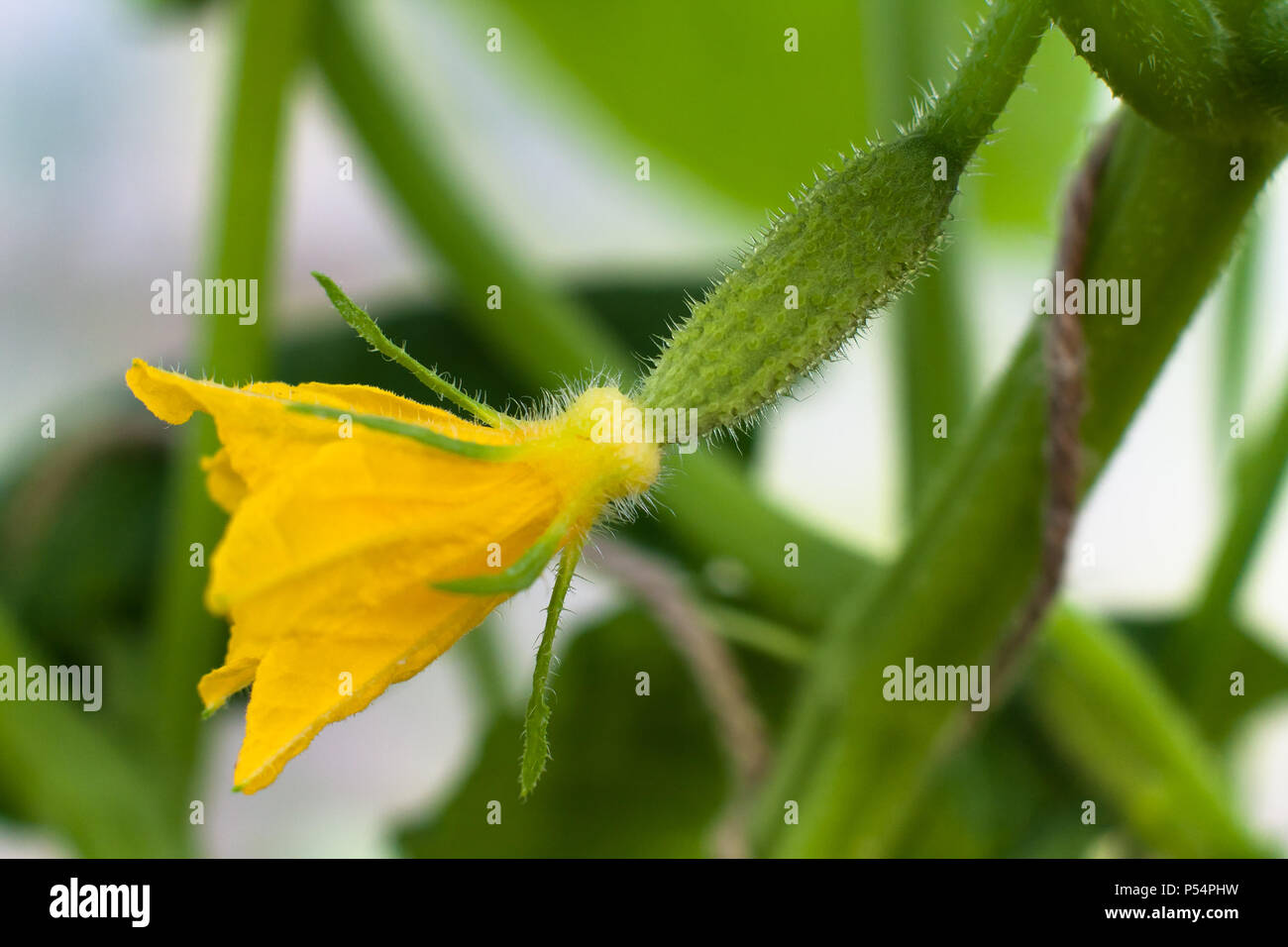 Cucumber flower female hi-res stock photography and images - Alamy