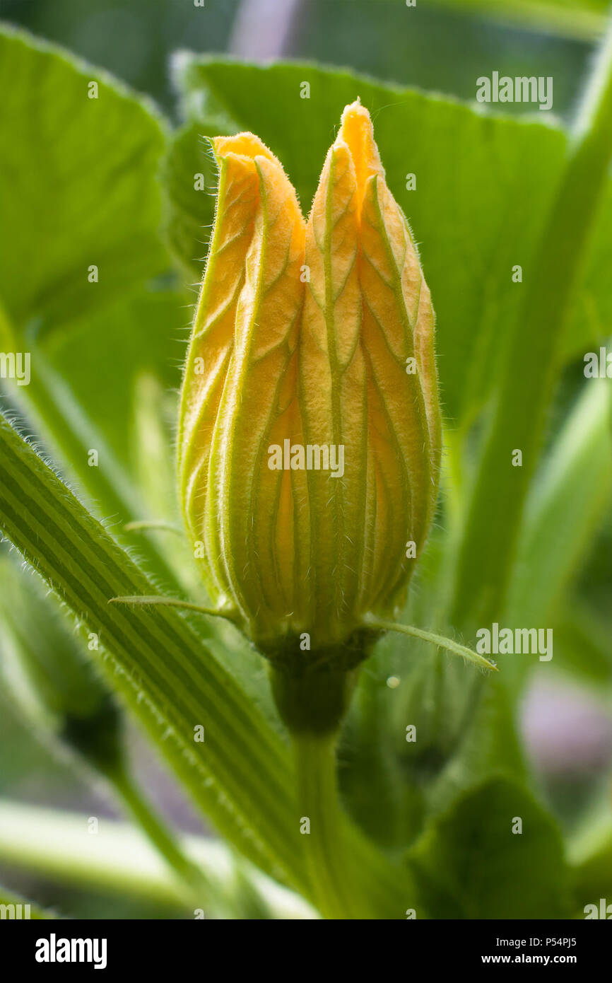 flower of marrow squash in the vegetable garden, closeup Stock Photo ...