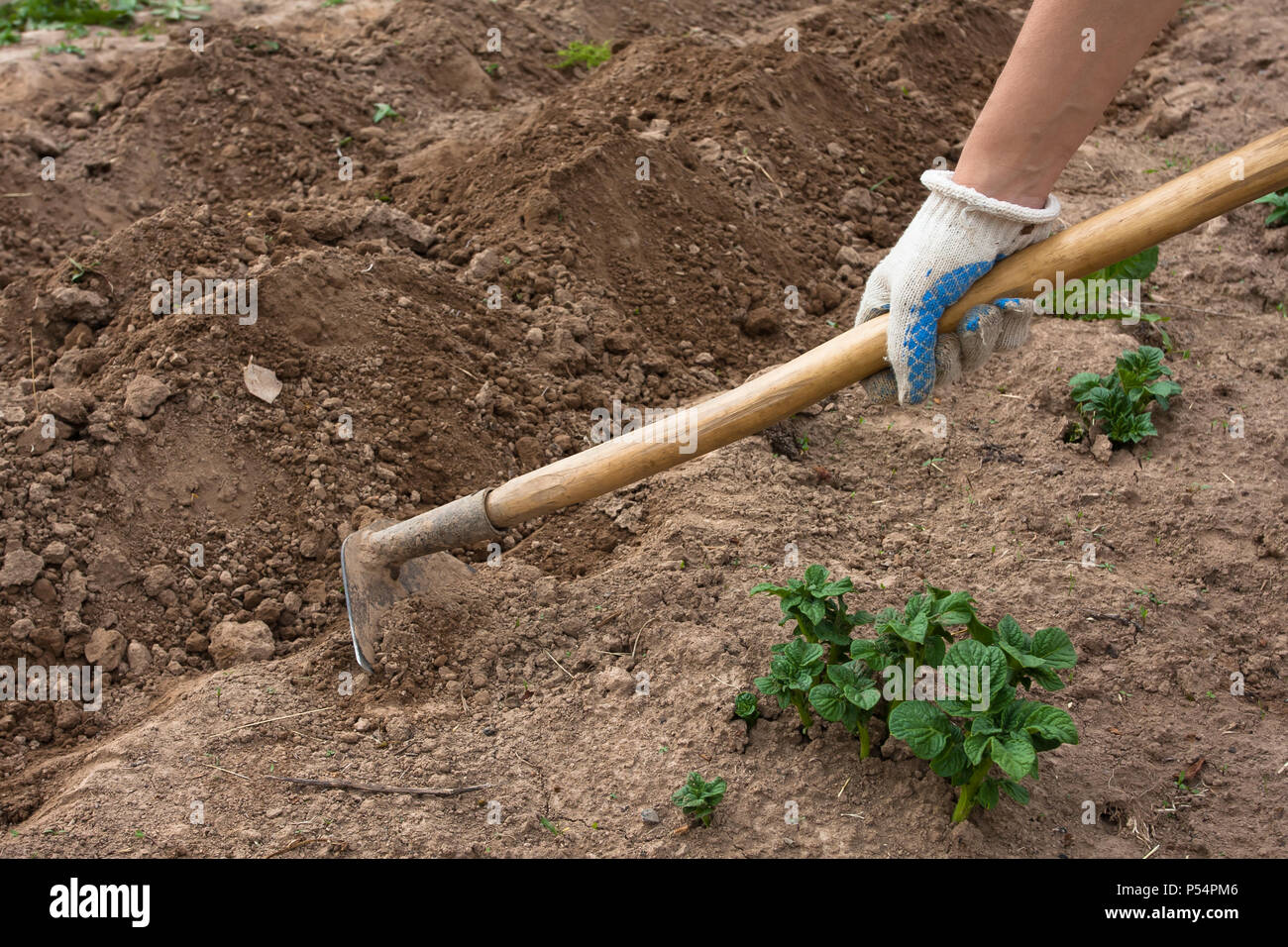 Planting potatoes by hand hi-res stock photography and images - Alamy