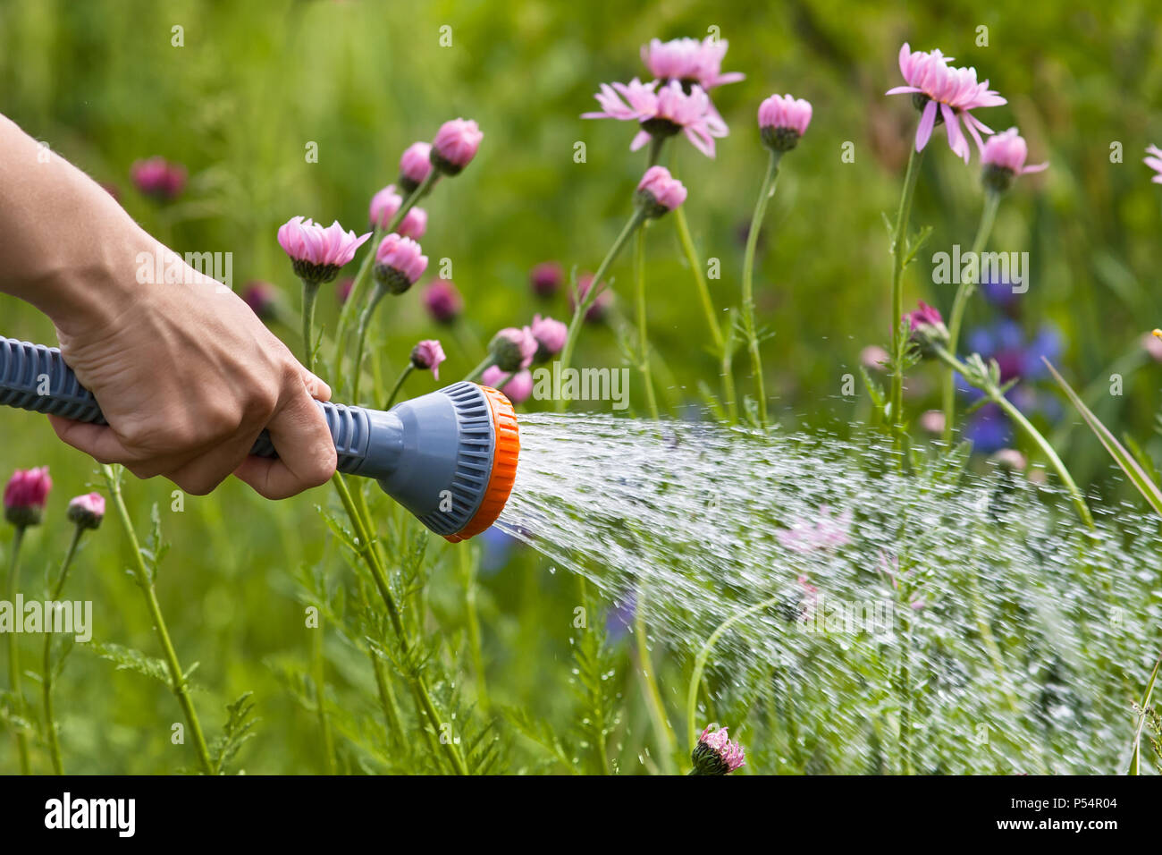 Sprinkling flowers hi-res stock photography and images - Alamy