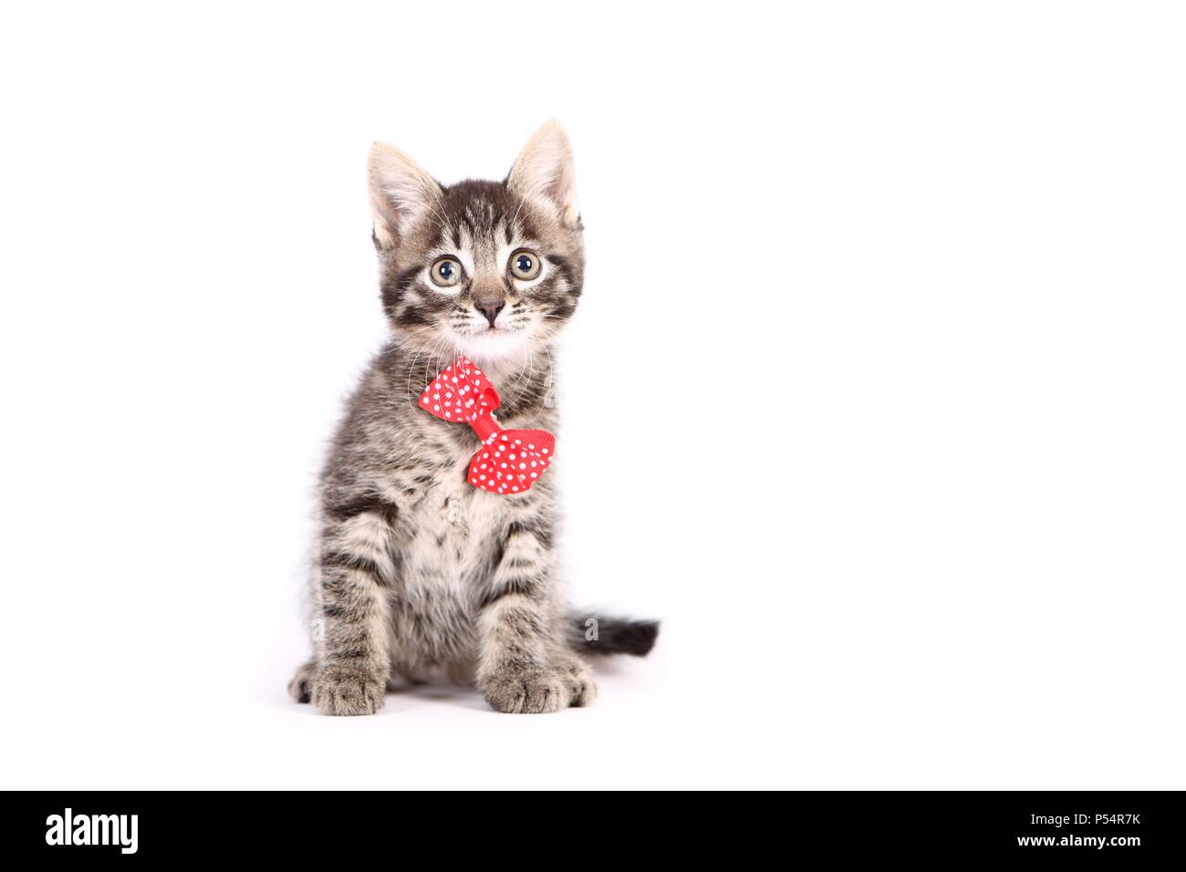 Cross breed cat Cut Out Stock Images & Pictures - Alamy