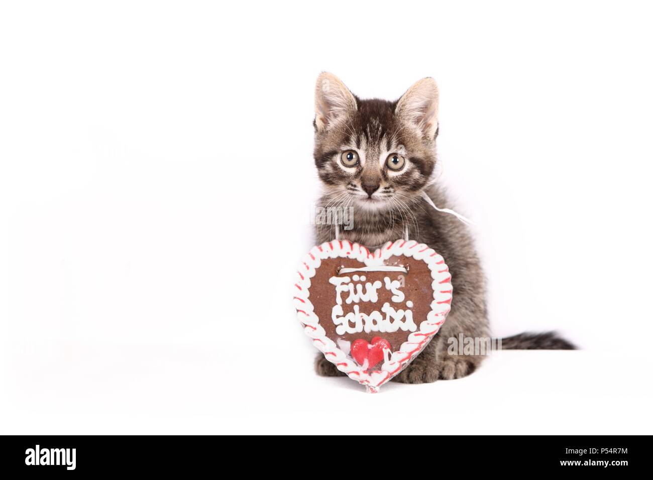 Kitten crossbreed cat sitting Cut Out Stock Images & Pictures - Alamy