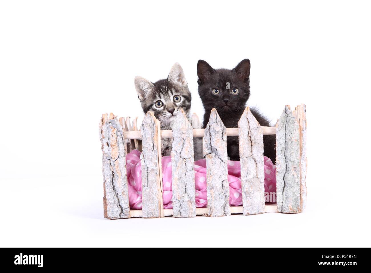 Norwegian forest cat cross Cut Out Stock Images & Pictures - Alamy