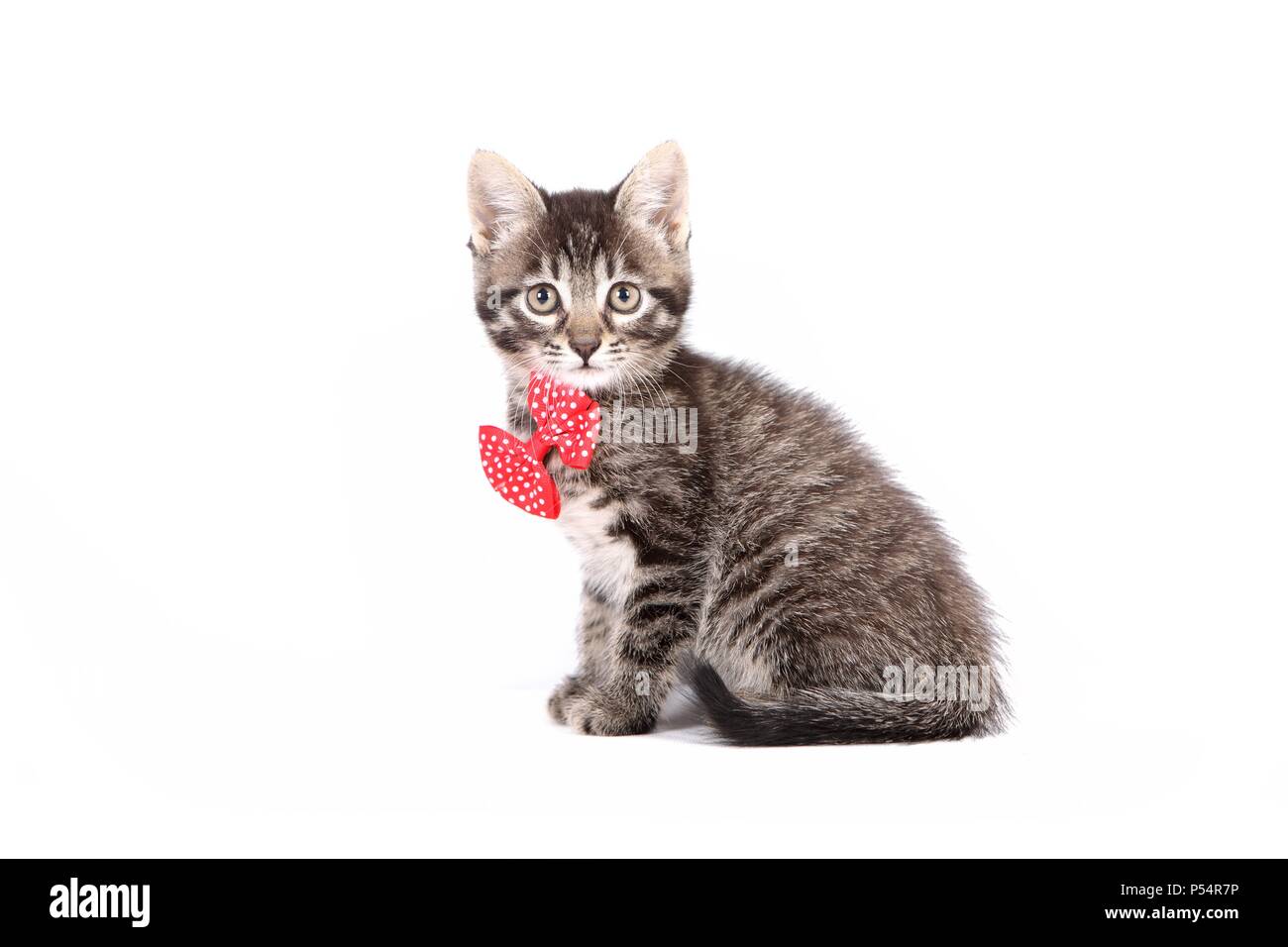 Kitten crossbreed cat sitting Cut Out Stock Images & Pictures - Alamy