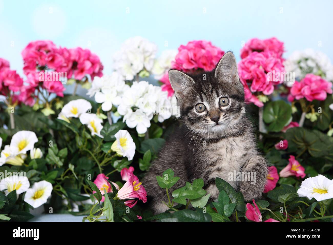 Norwegian half breed hi-res stock photography and images - Alamy