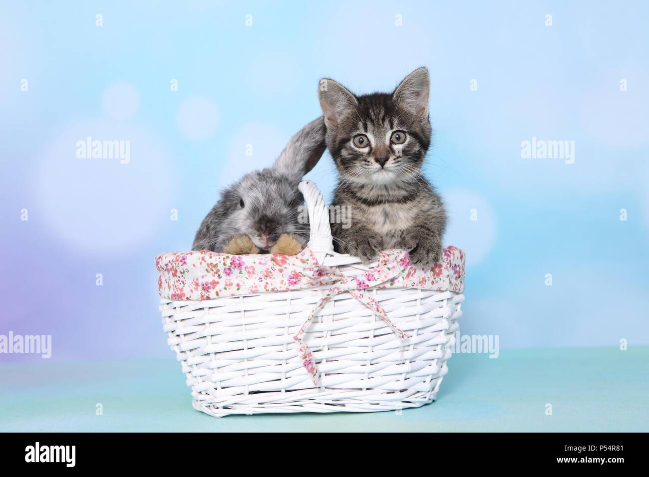 kitten and rabbit Stock Photo - Alamy