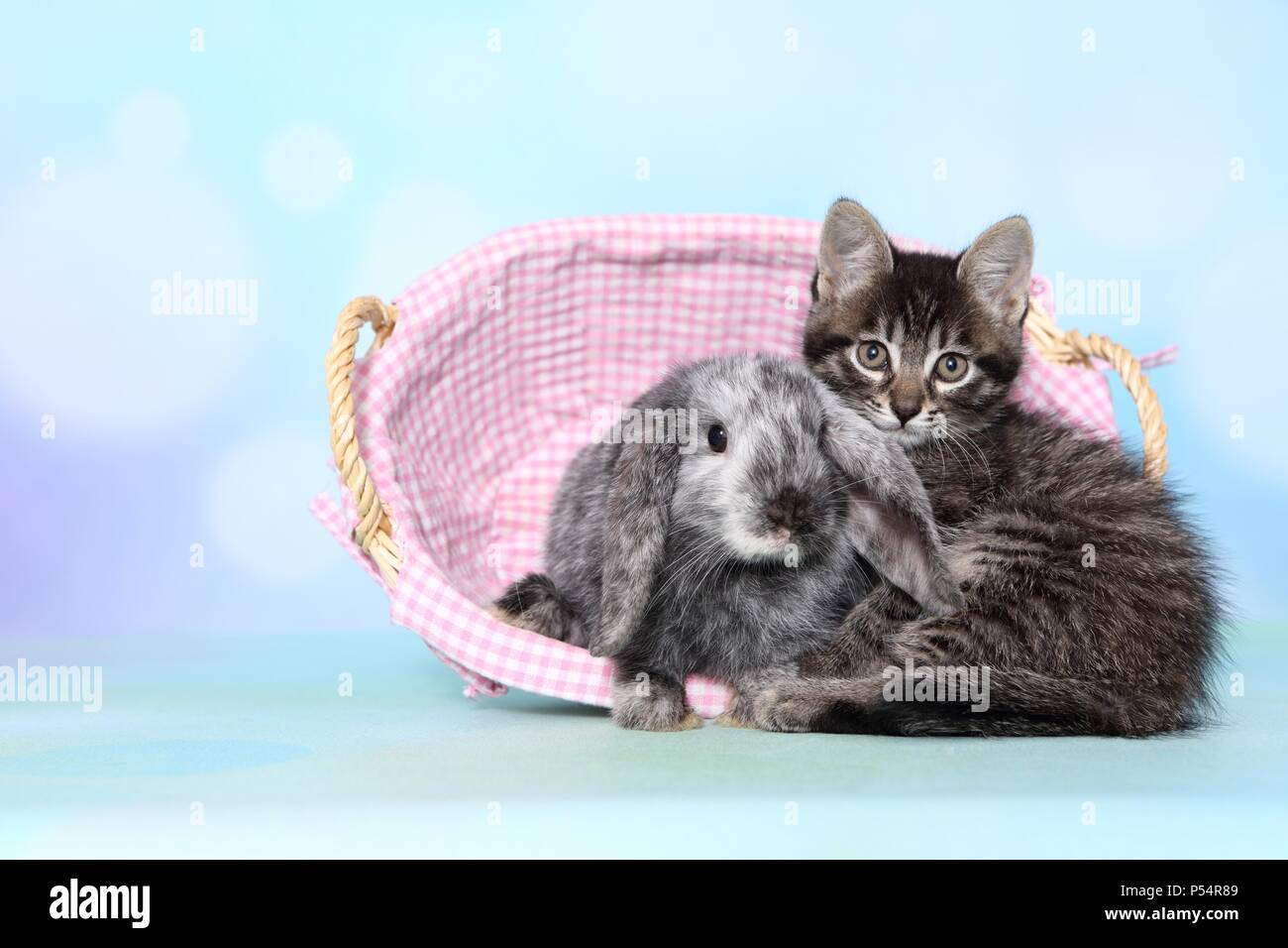 Two dwarf rabbits and kitten hi-res stock photography and images - Alamy