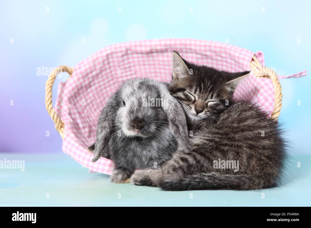 kitten and rabbit Stock Photo - Alamy