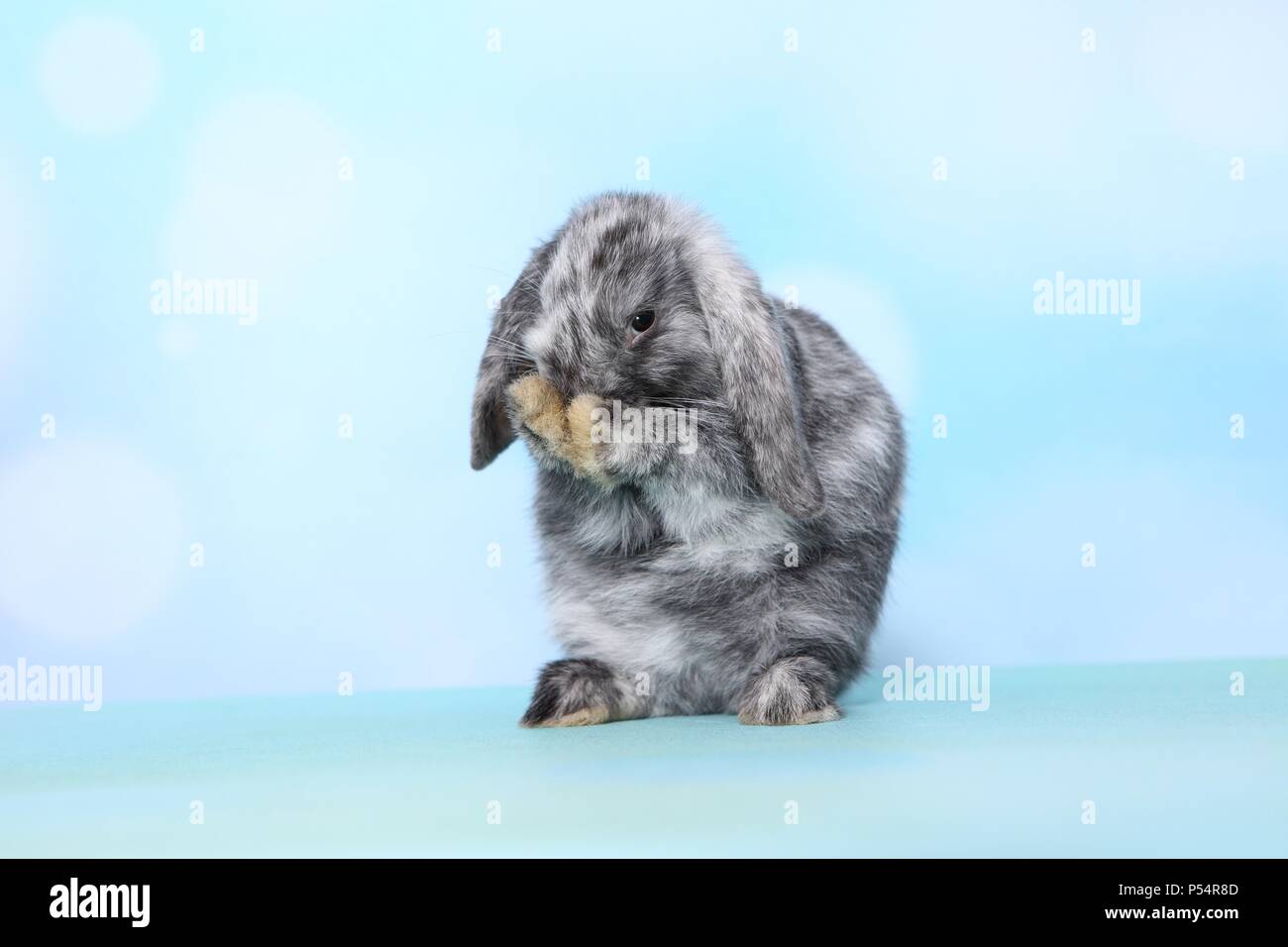 Black and white mini lop rabbit hi-res stock photography and images - Alamy