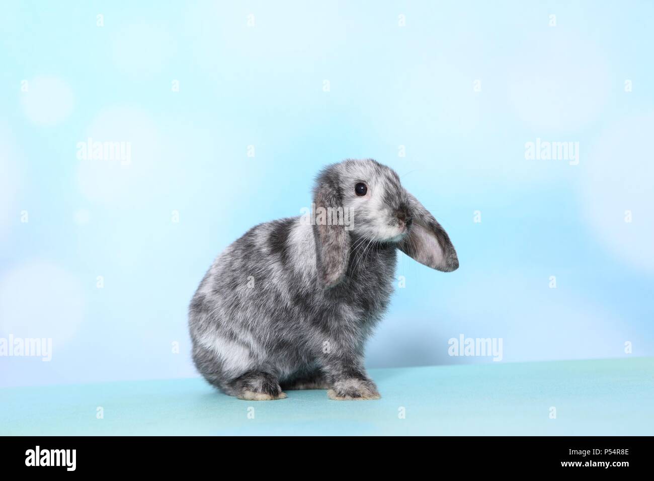 Black and white mini lop rabbit hi-res stock photography and images - Alamy
