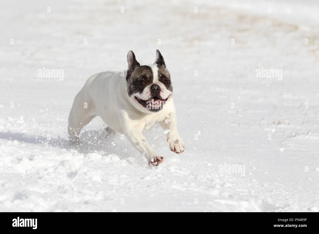French Bulldog in the snow Stock Photo - Alamy