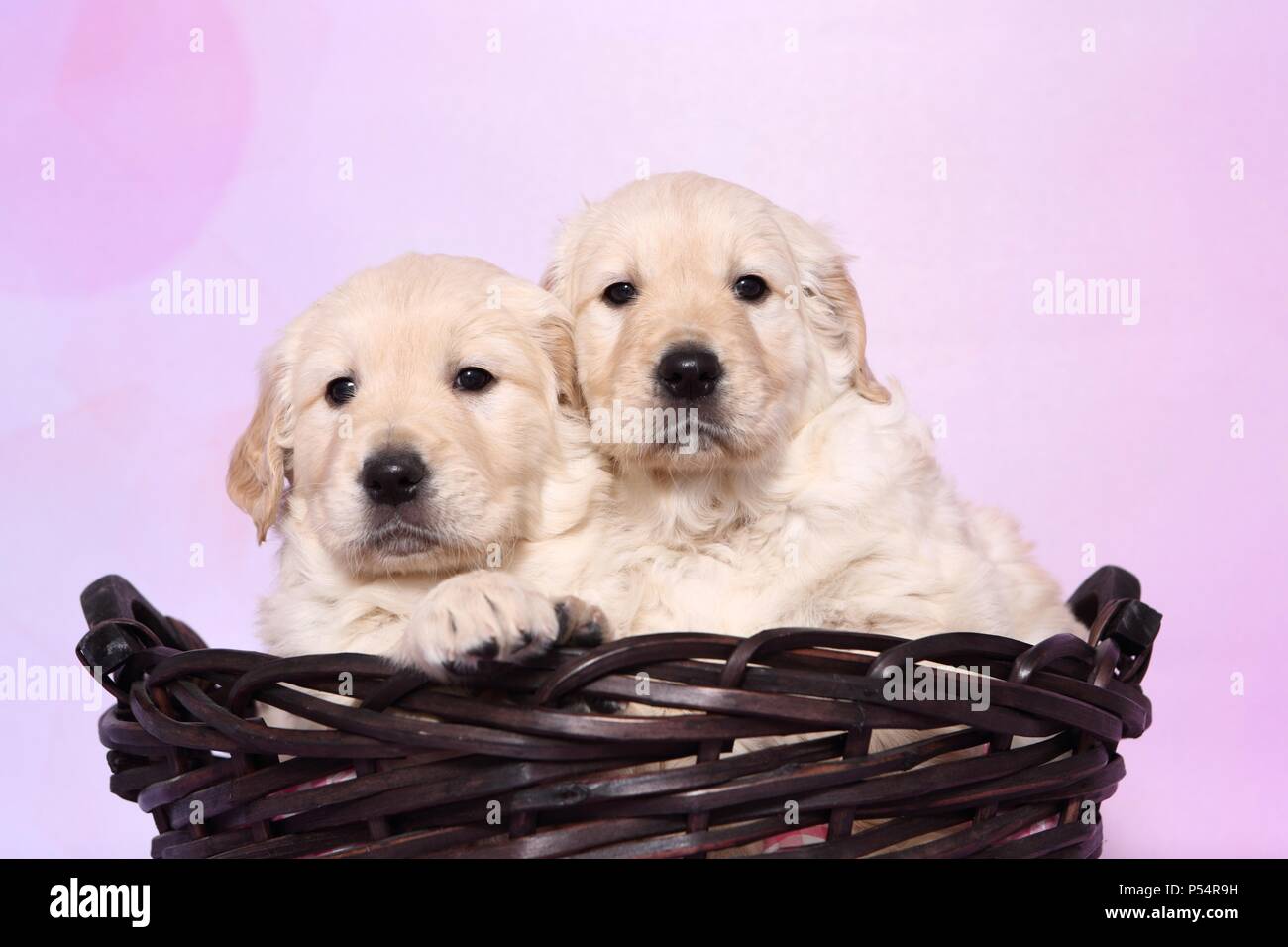 2 Golden Retriever Puppies Stock Photo - Alamy