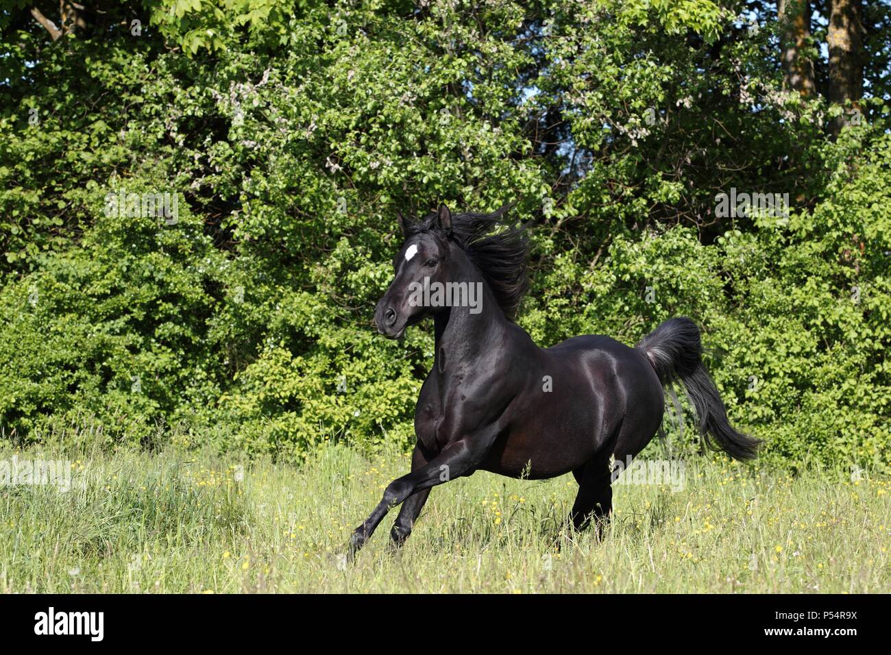 galloping arabian horse Stock Photo - Alamy