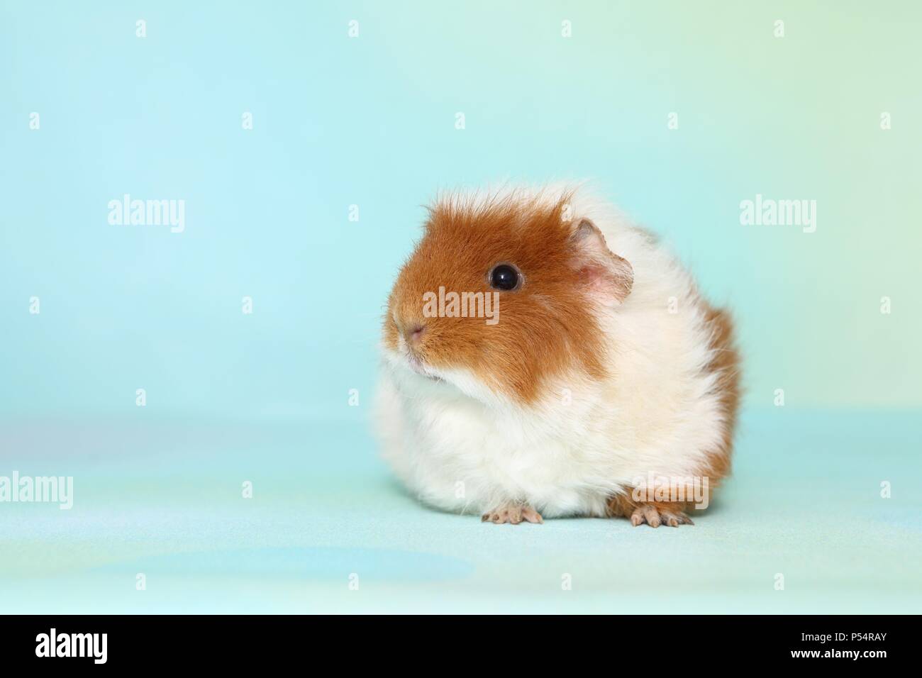 Us teddies hi-res stock photography and images - Alamy