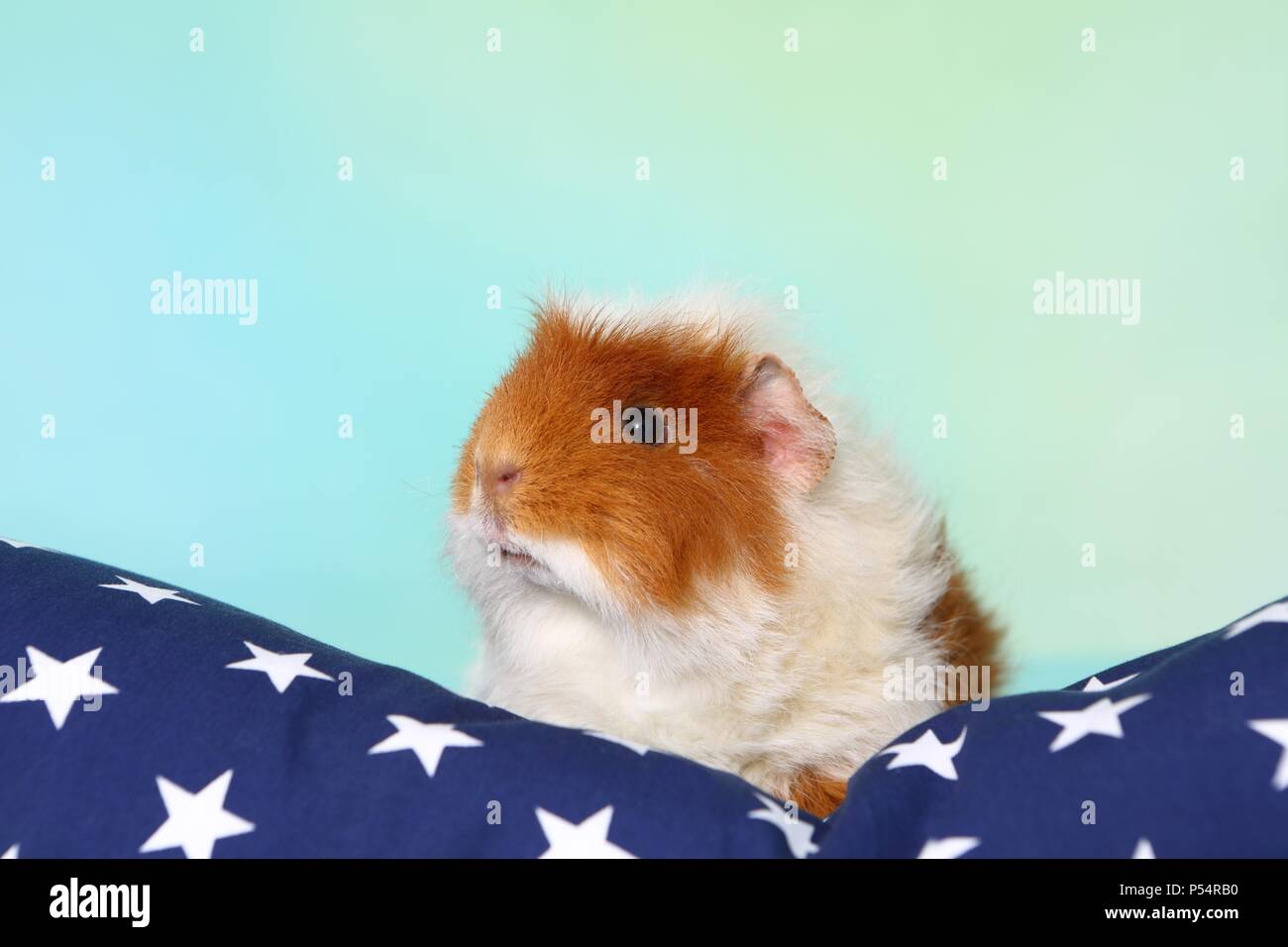 Us teddies hi-res stock photography and images - Alamy