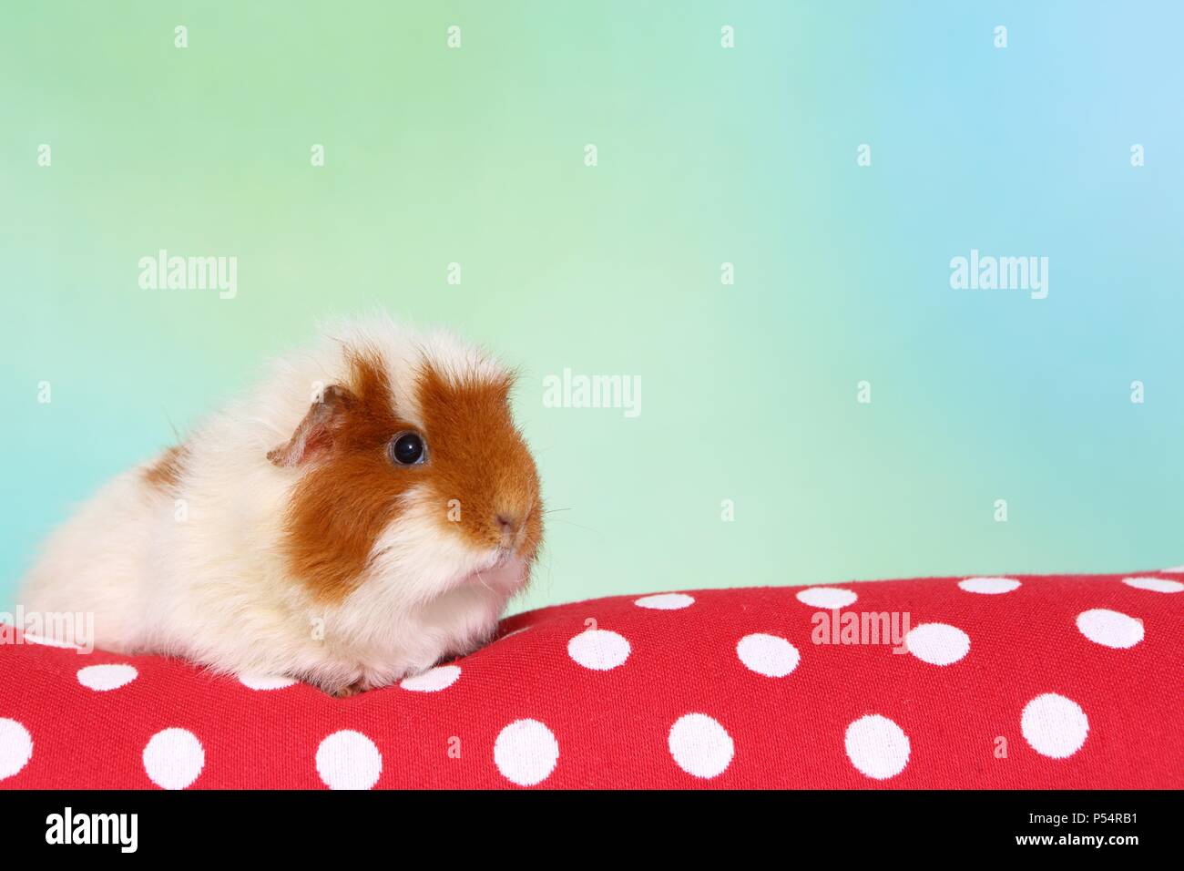 Us teddies hi-res stock photography and images - Alamy