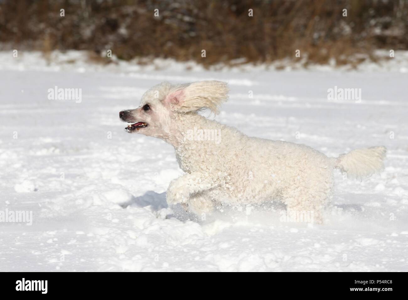 running Miniature Poodle Stock Photo - Alamy