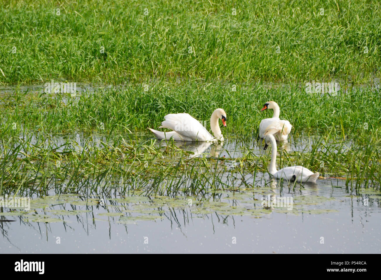 Swans at Ouse Washes Nature Reserve, Cambridgeshire, Norfolk. RSPB ...