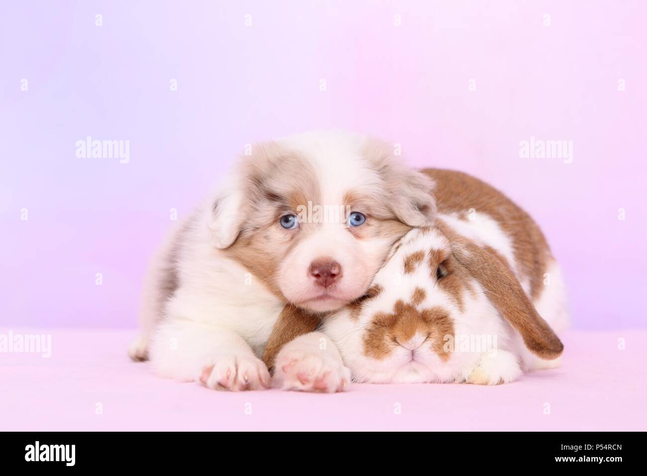 Australian Shepherd and rabbit Stock Photo - Alamy
