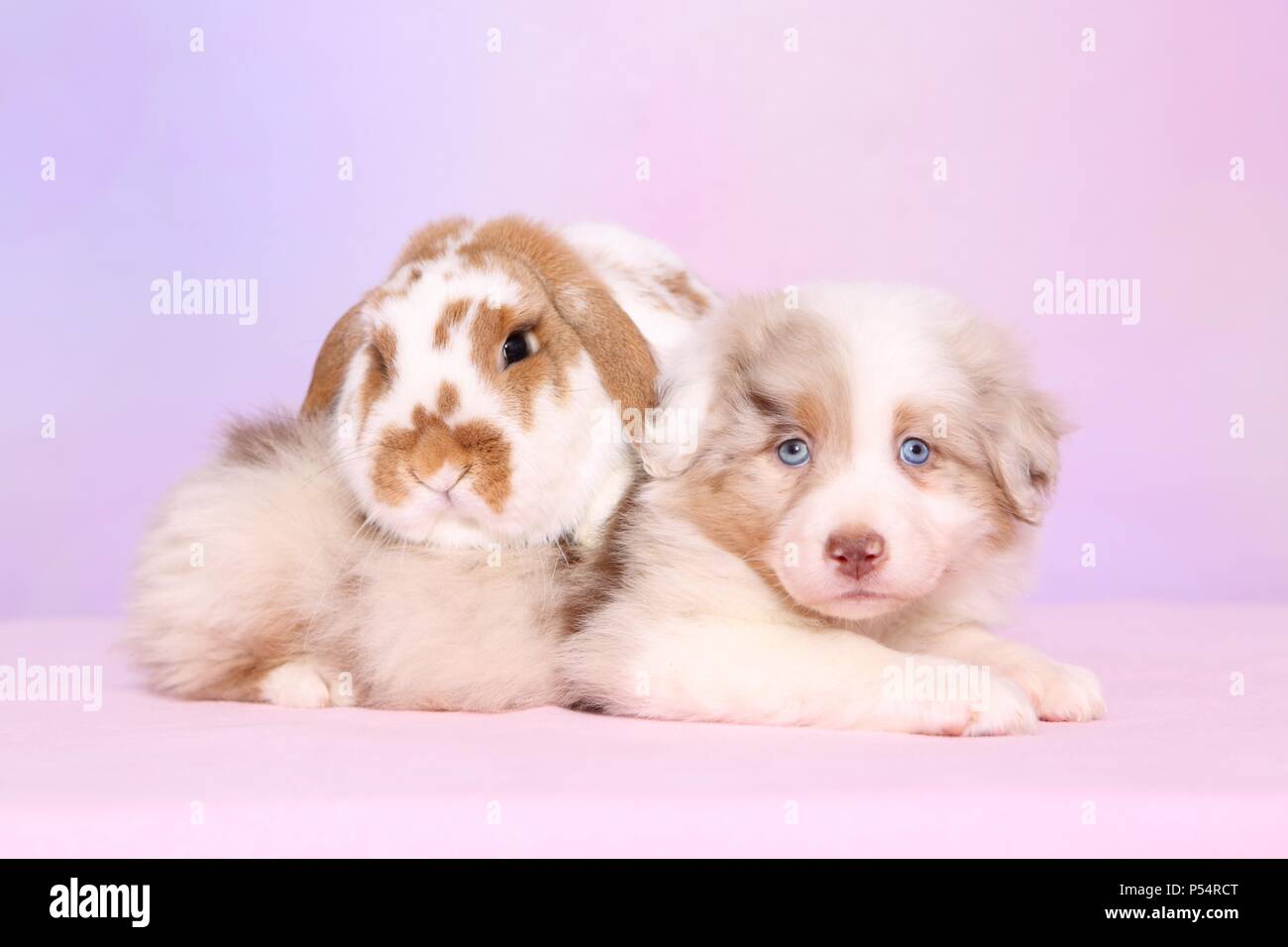 Are Australian Shepherds Good With Rabbits
