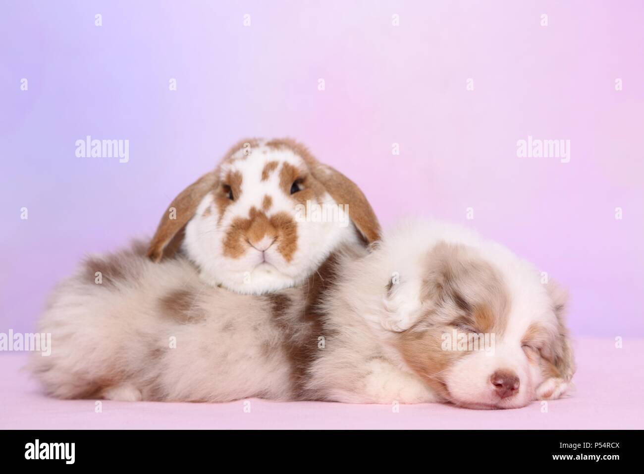 Australian Shepherd and rabbit Stock Photo - Alamy
