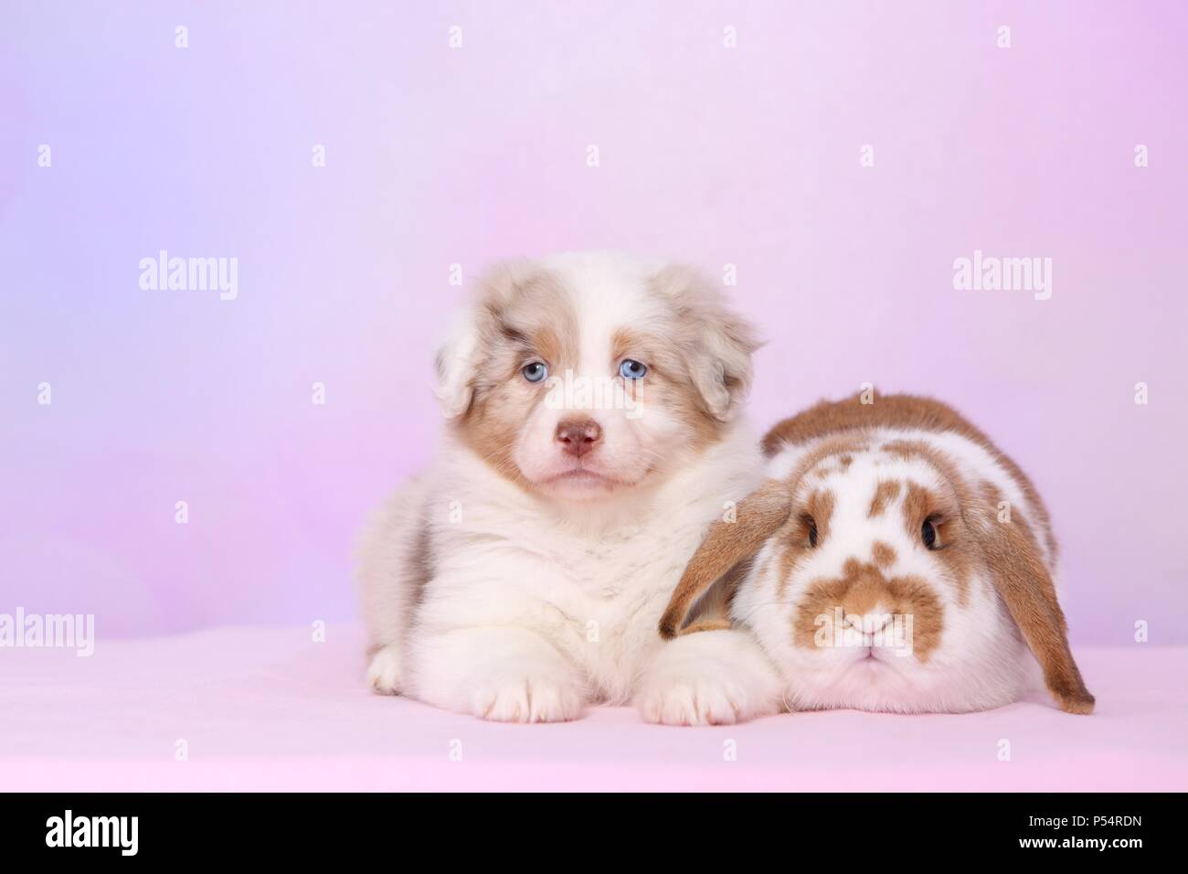 Australian Shepherd and rabbit Stock Photo - Alamy