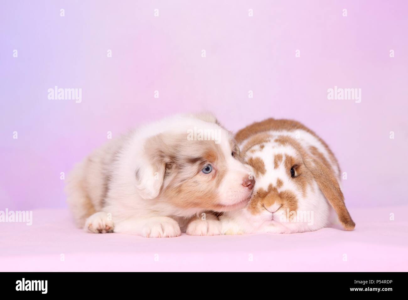Long eared rabbits hi-res stock photography and images - Alamy