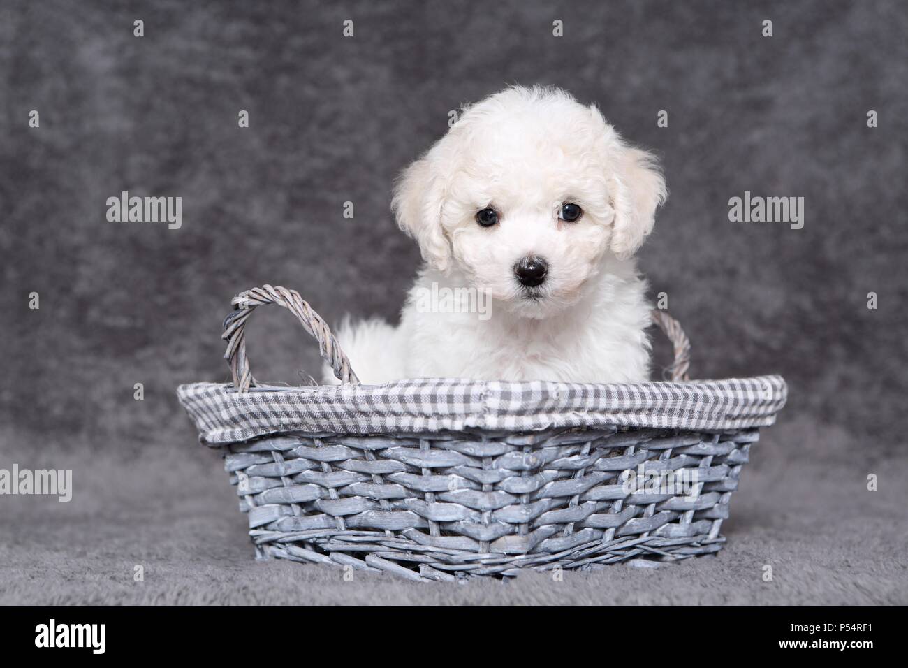 Bichon Frise Puppy Stock Photo - Alamy