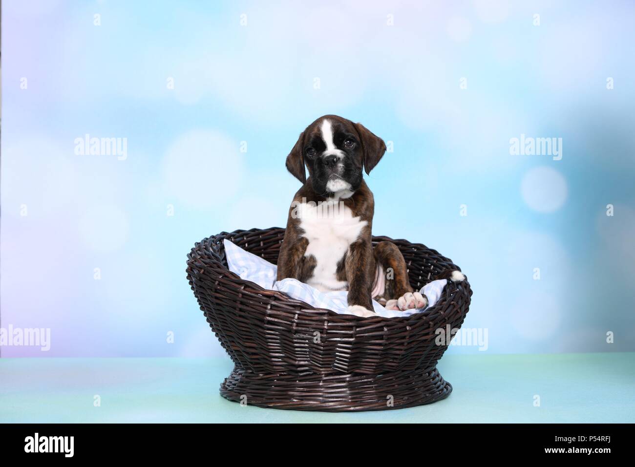 German Boxer Puppy Stock Photo - Alamy