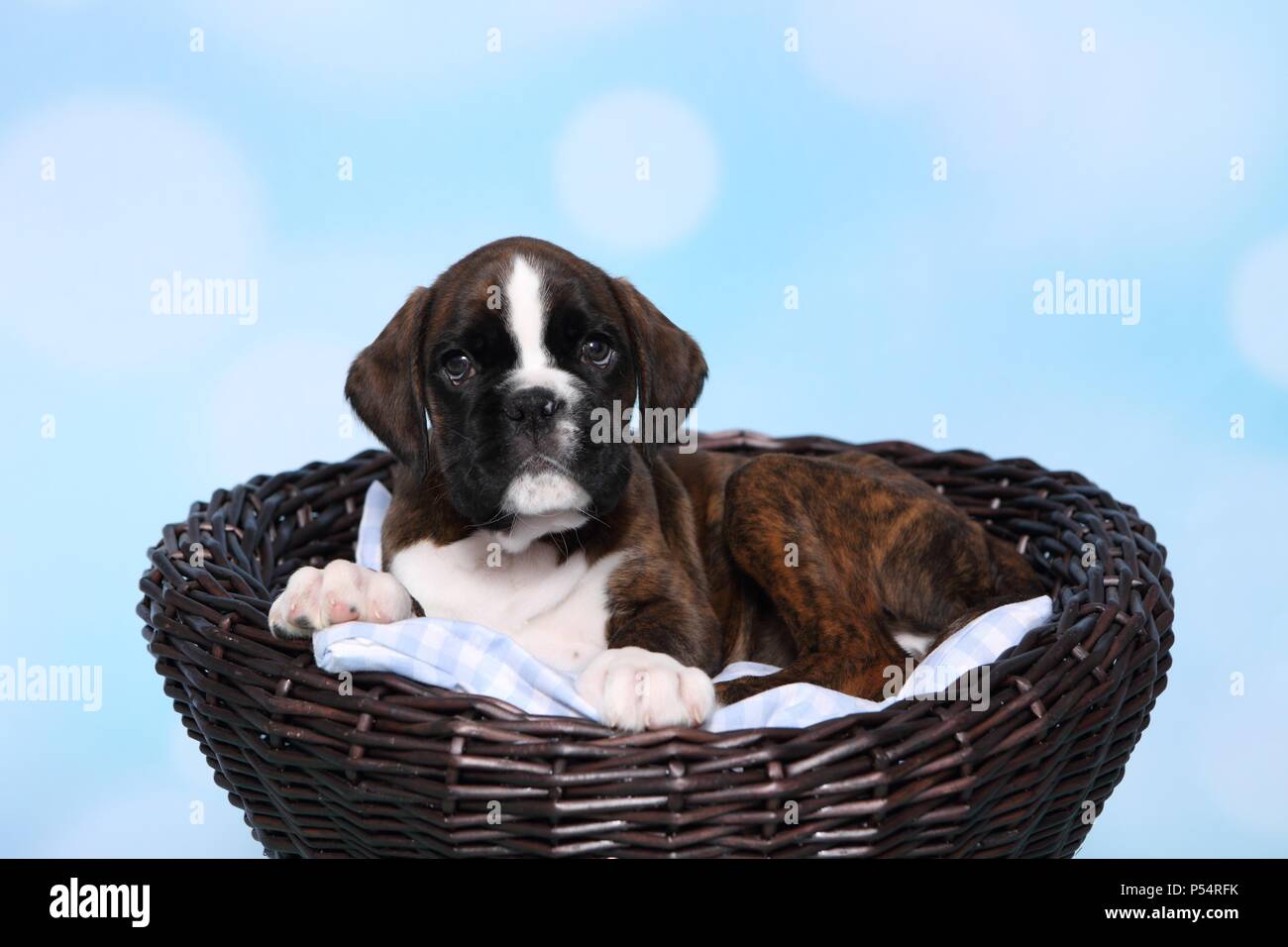 German Boxer Puppy Stock Photo - Alamy