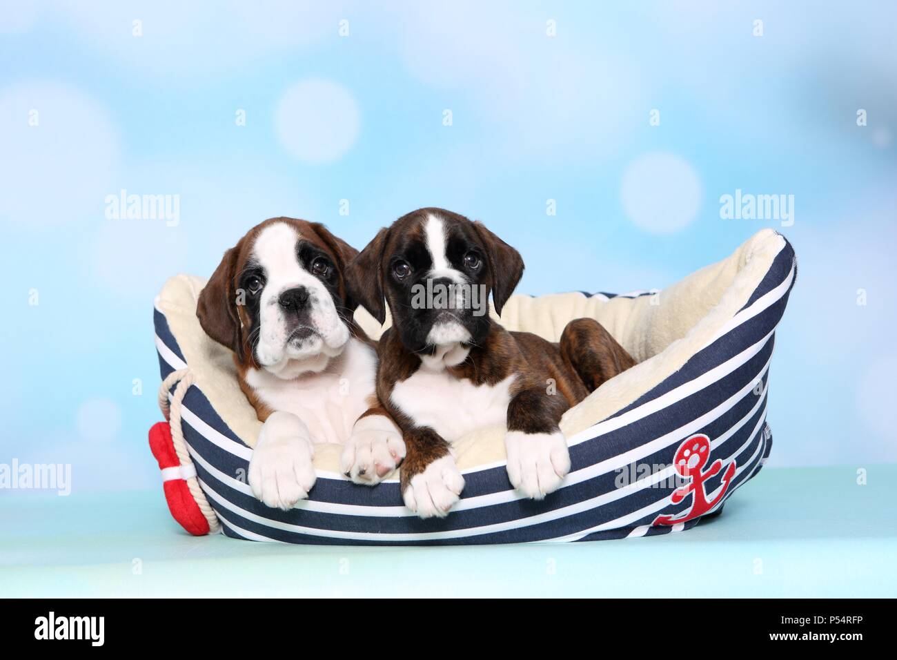 German Boxer Puppies Stock Photo - Alamy