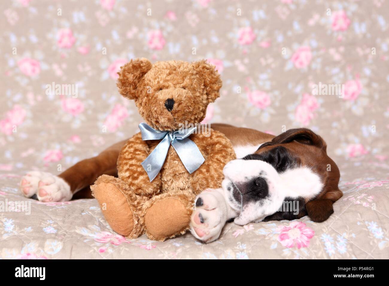 German teddy bear hi-res stock photography and images - Alamy