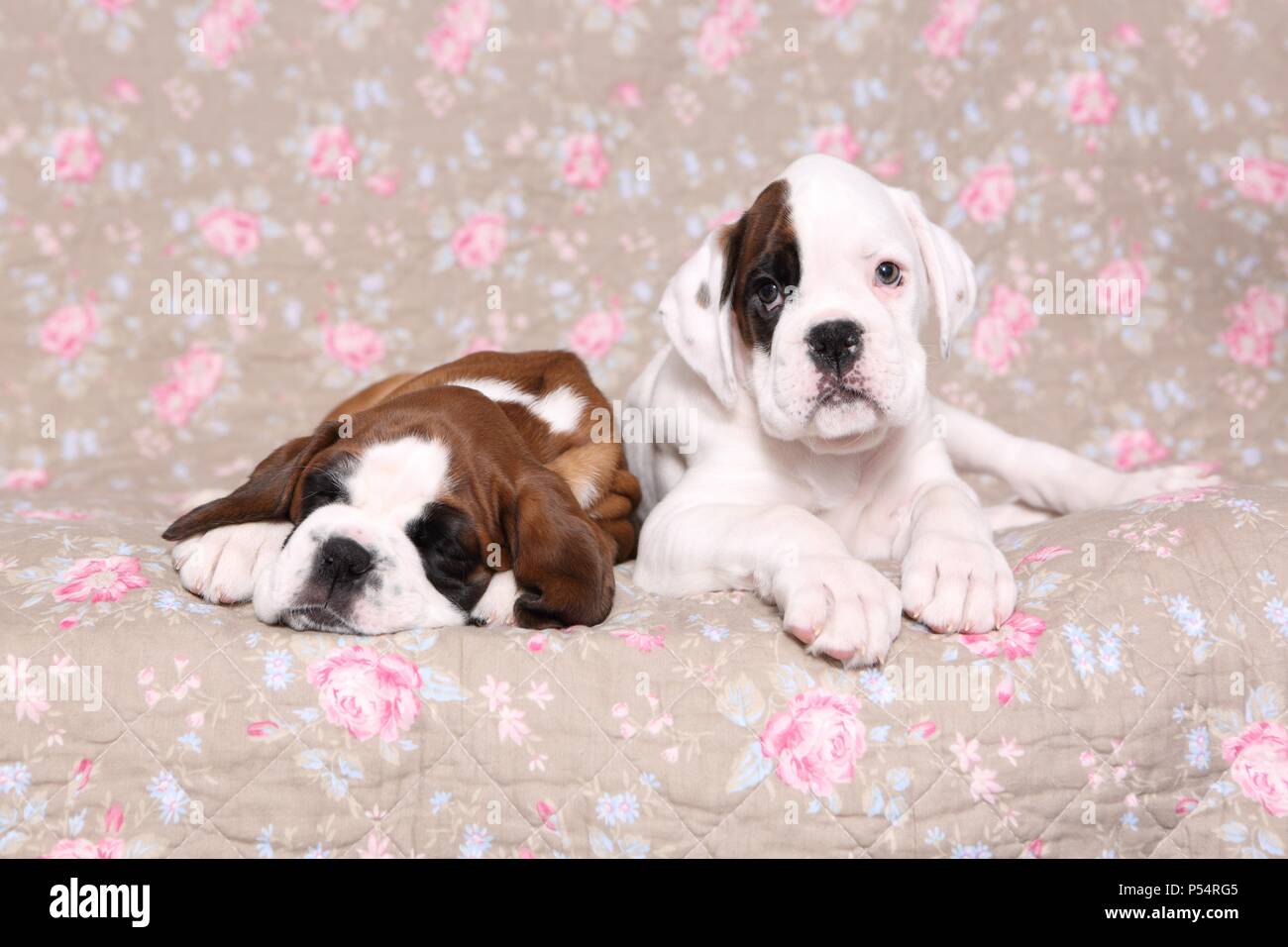 Boxer dog laying down studio hi-res stock photography and images - Alamy