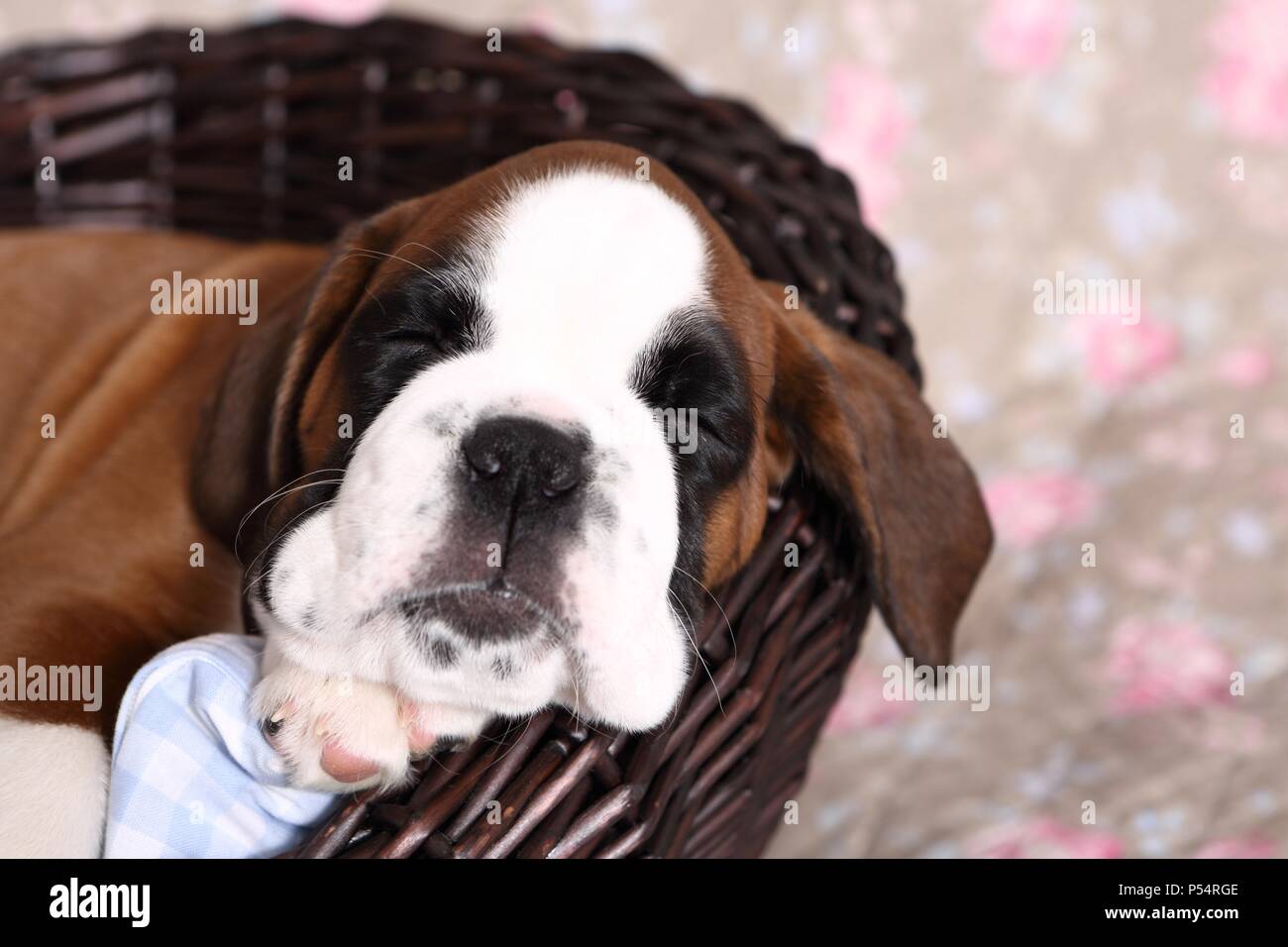 German Boxer Puppy Stock Photo - Alamy