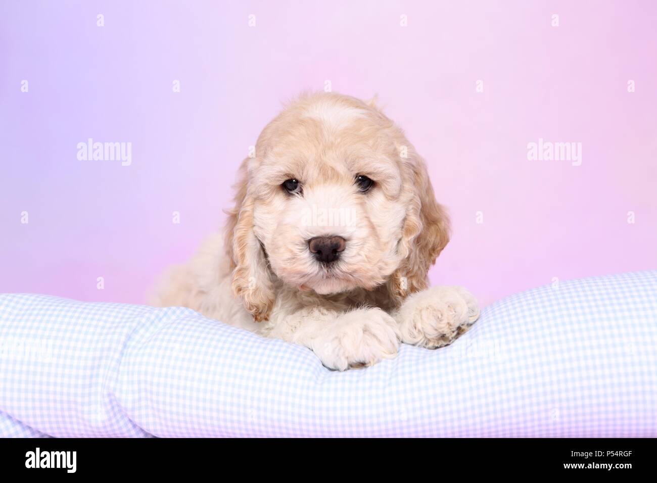 Cockapoo inside hi-res stock photography and images - Alamy